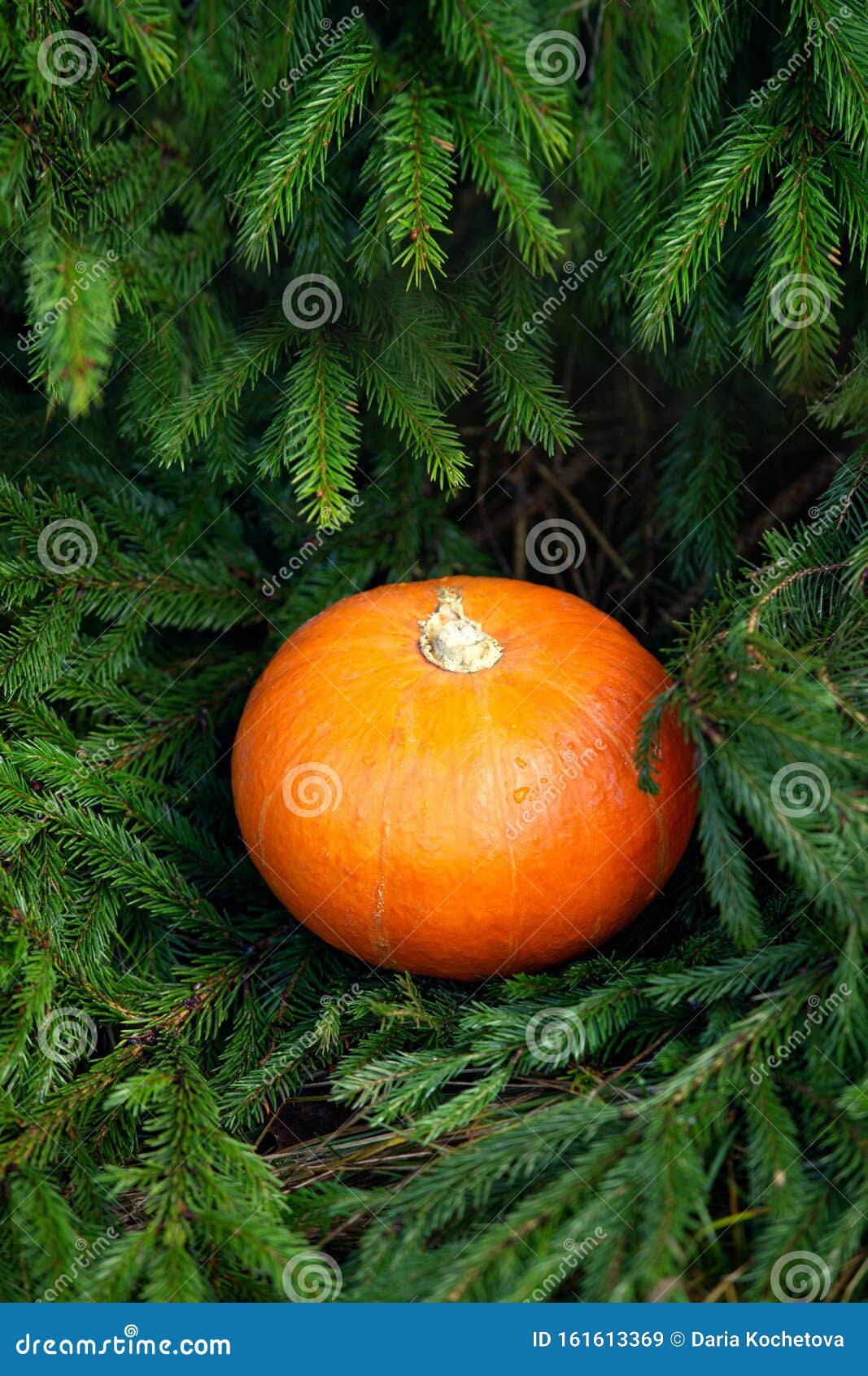 Pumpkin in branches stock image. Image of orange, gourd - 161613369