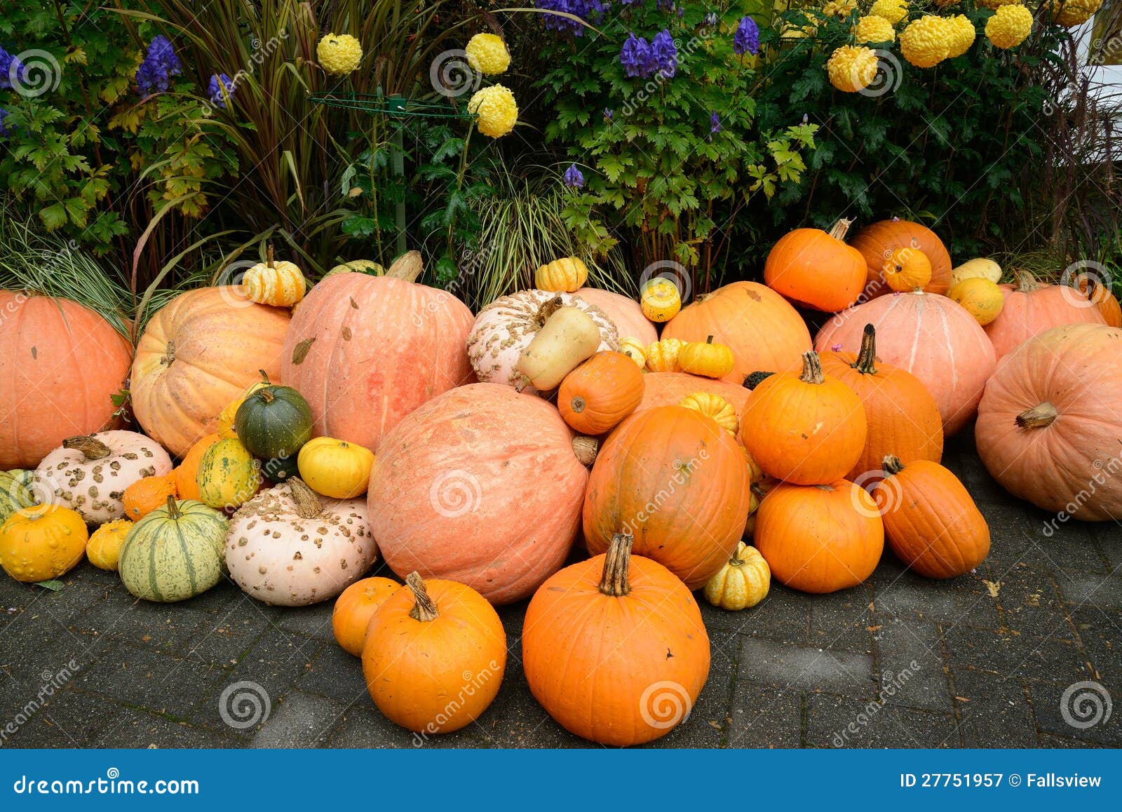 Pumpkin and squash stock image. Image of season, festive - 27751957