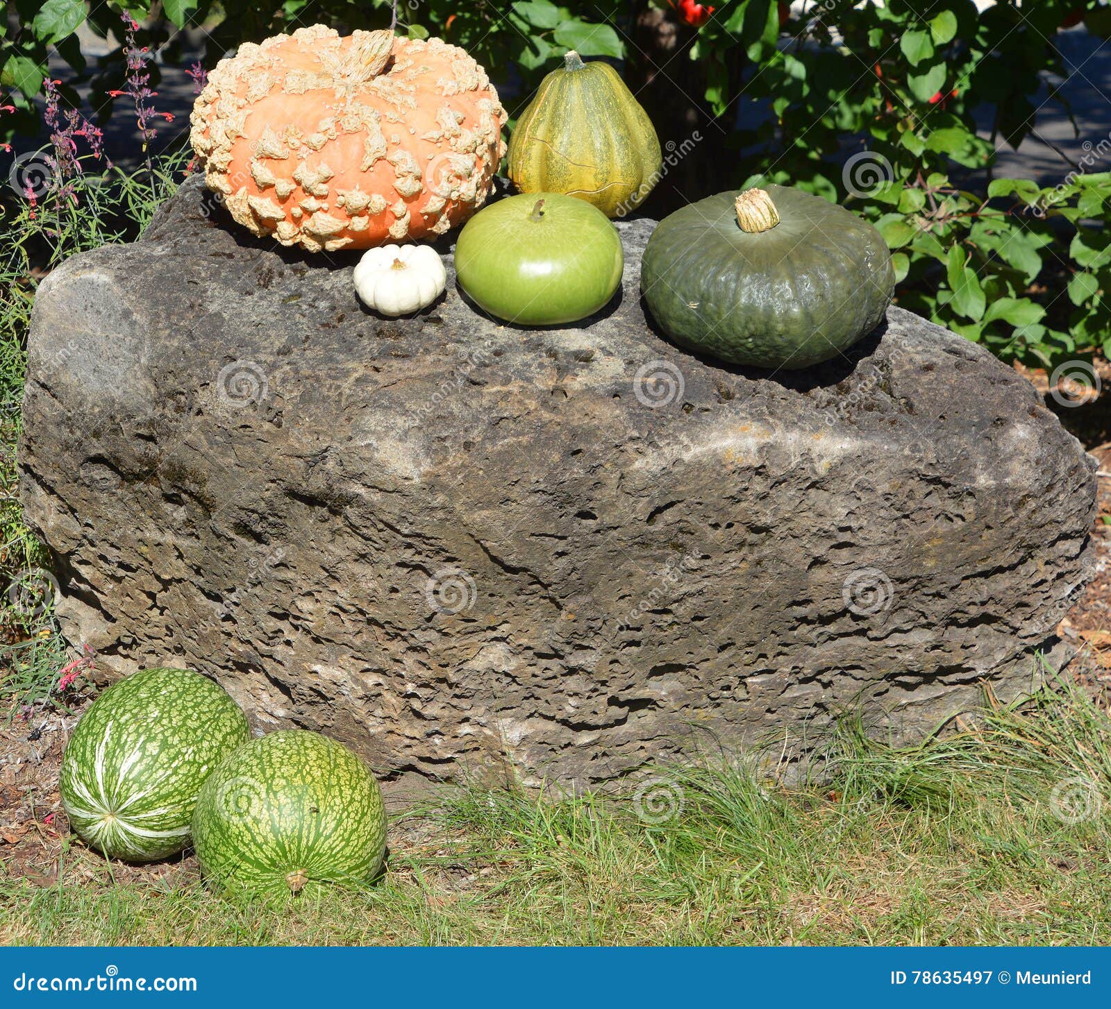 Pumpkin and squash stock image. Image of fall, assortment - 78635497