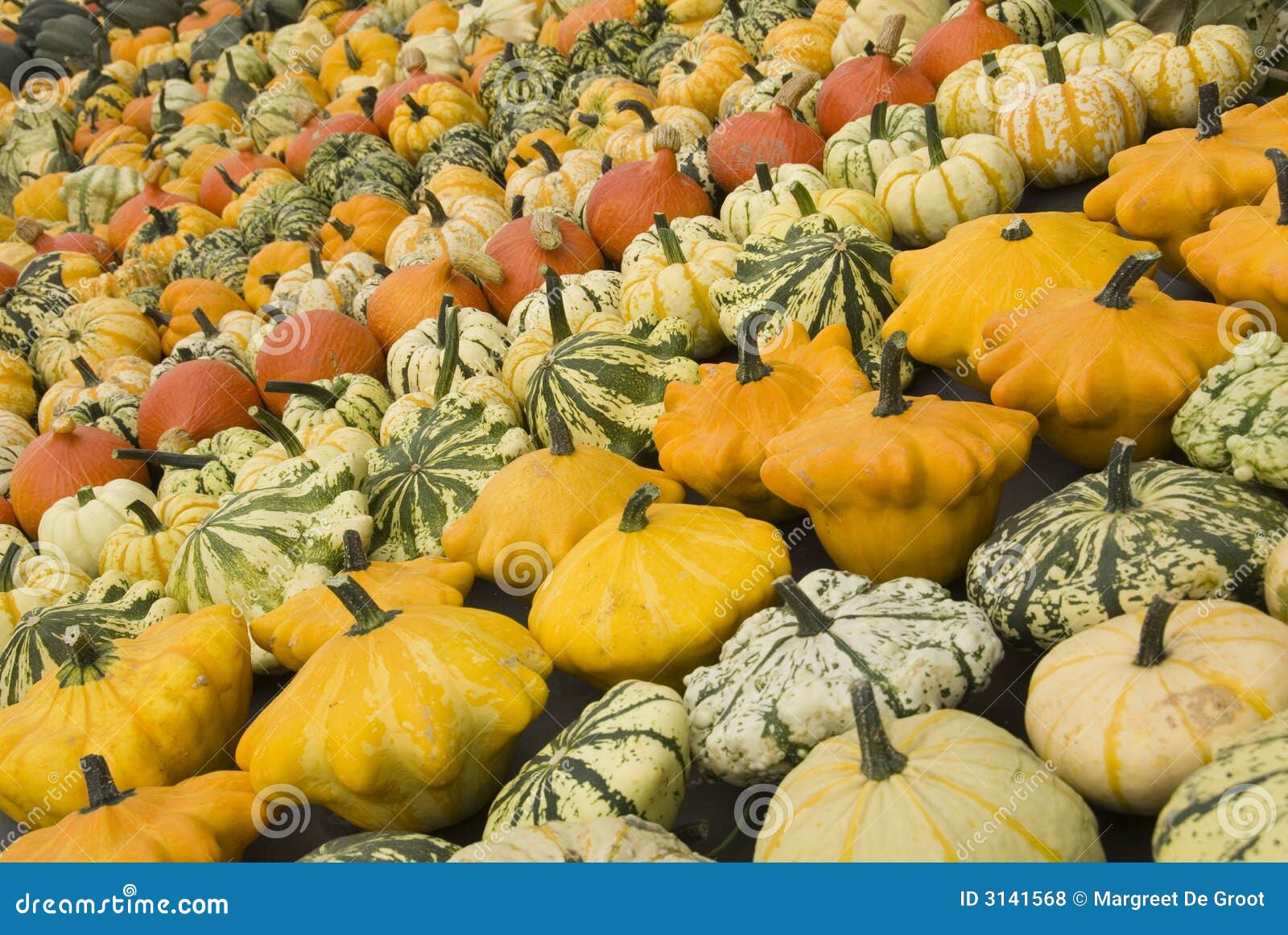 Pumpkin and Squash Background Stock Photo - Image of pumpkin ...