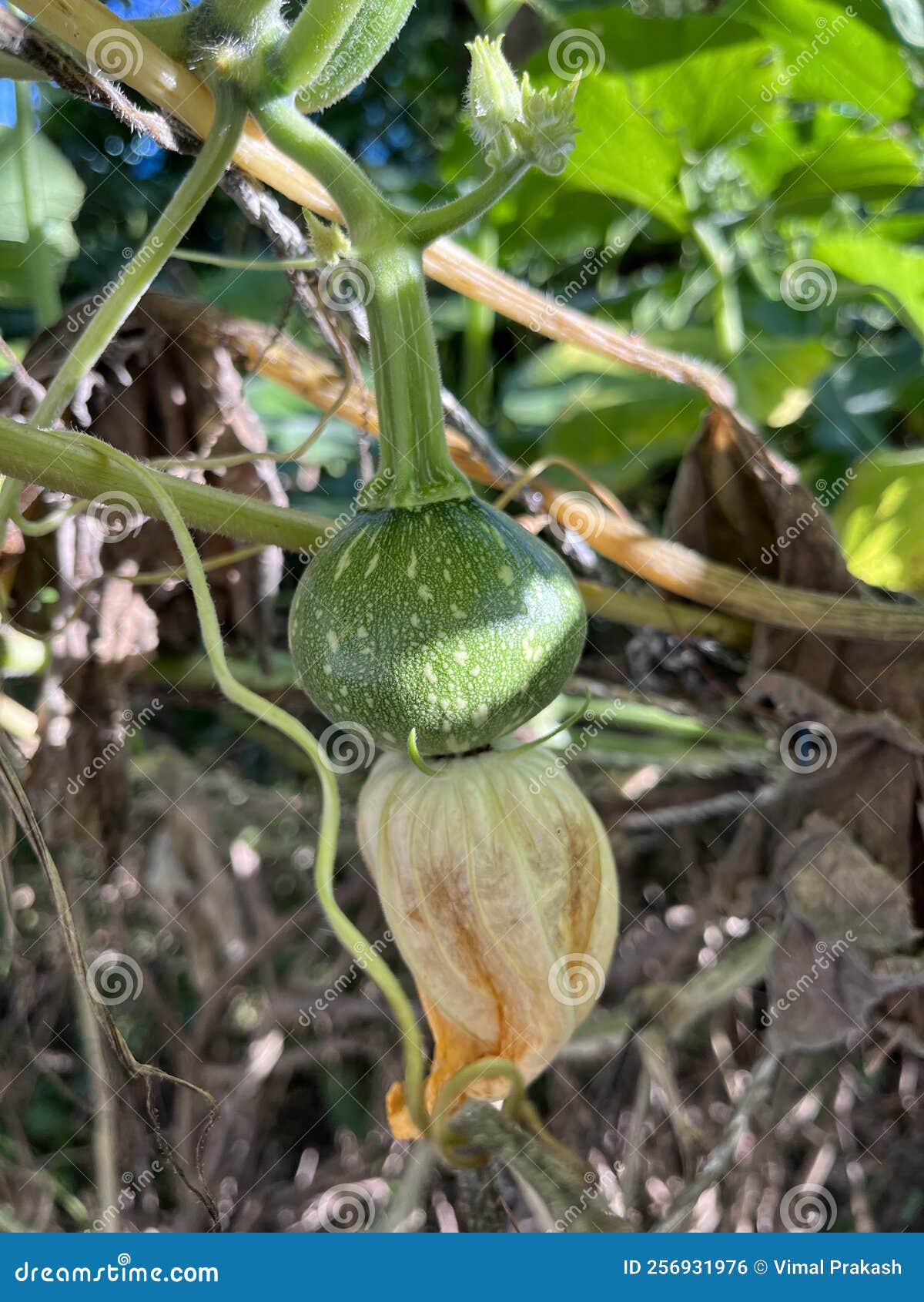 Pumpkin squash stock photo. Image of vegetable, garden - 256931976