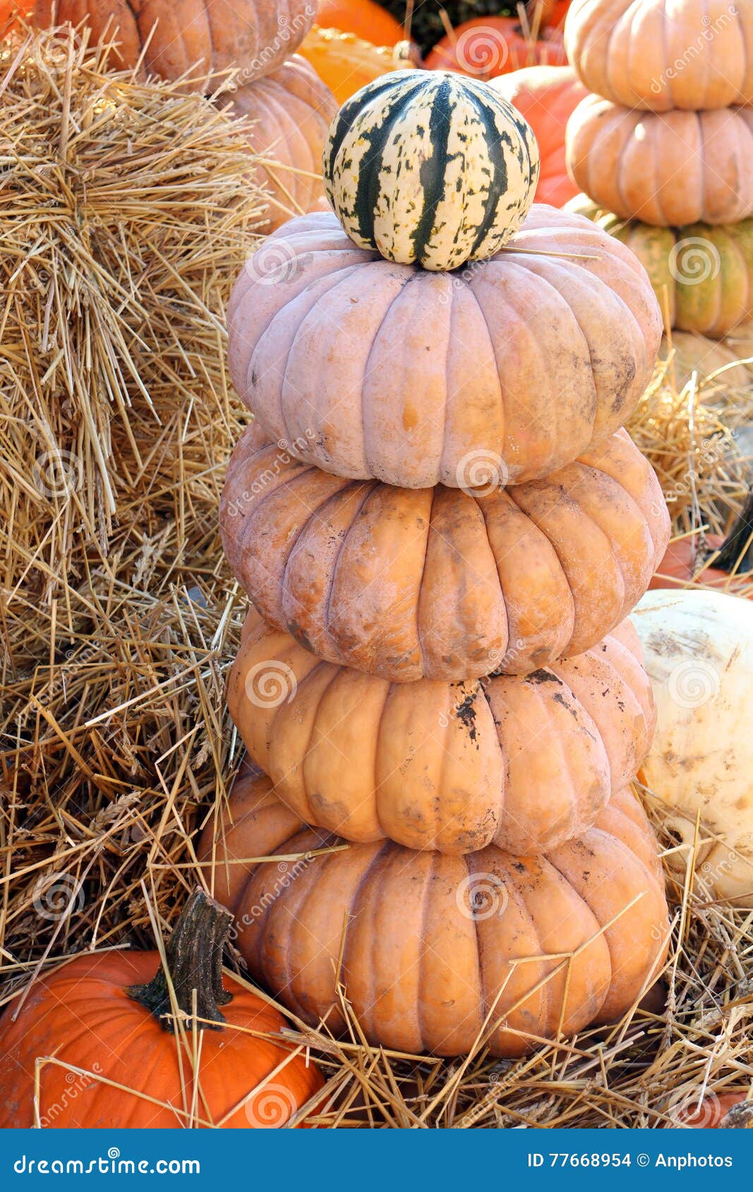 Pumpkin stock photo. Image of market, fairytale, squash - 77668954