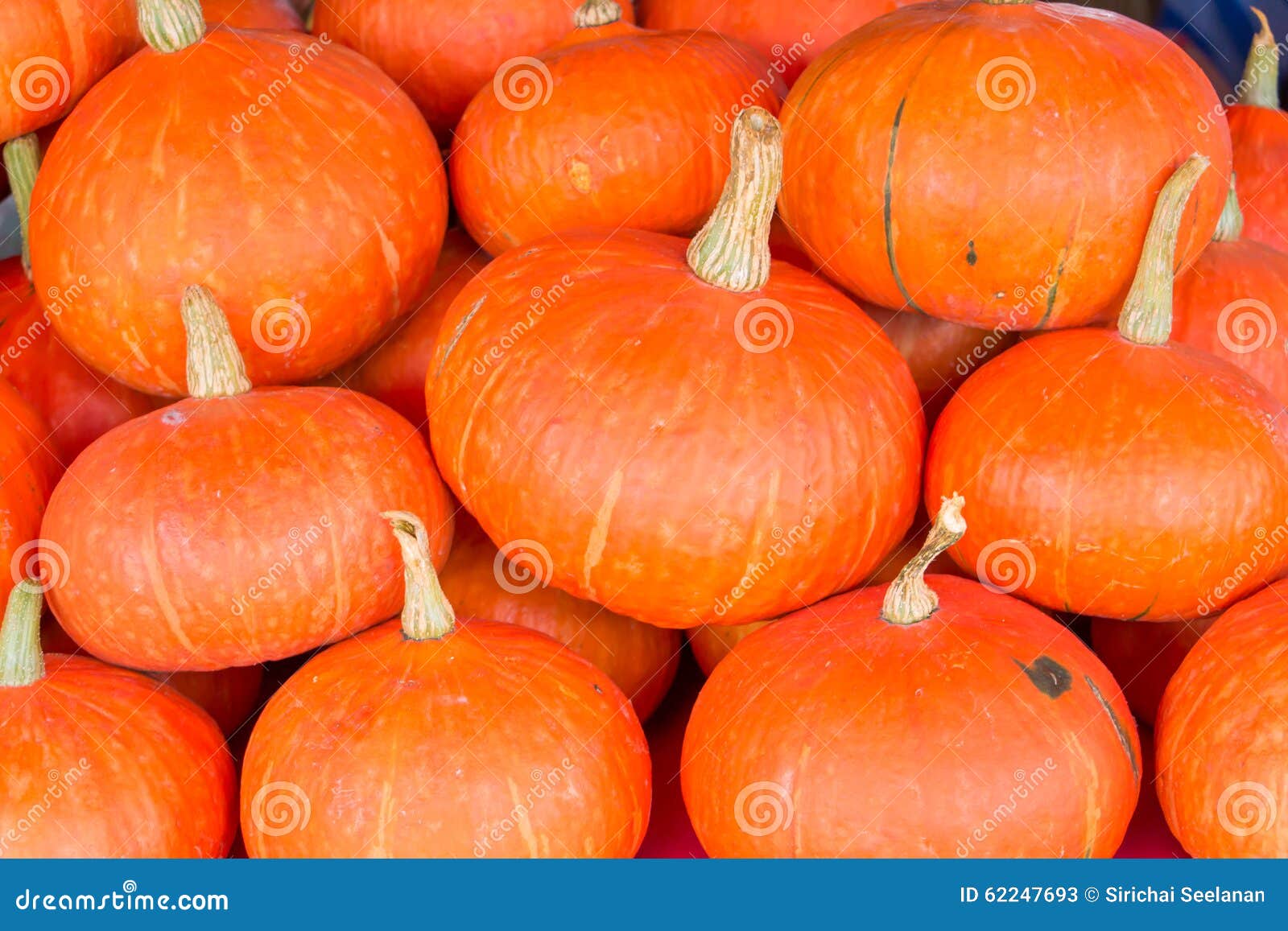 Pumpkin Stalks stock image. Image of fall, halloween - 62247693