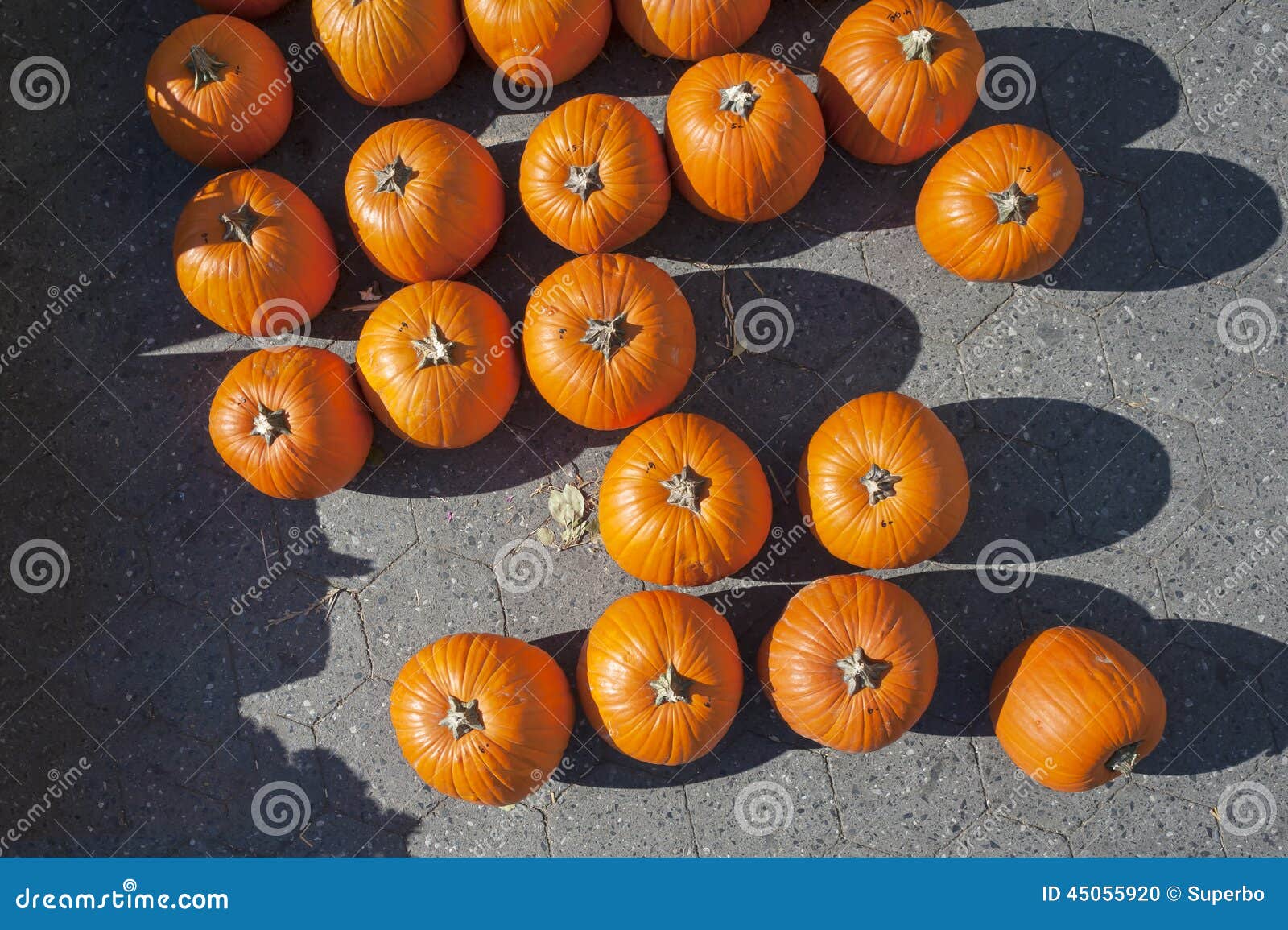 Pumpkin Stalks Top View stock photo. Image of pumpkins - 45055920