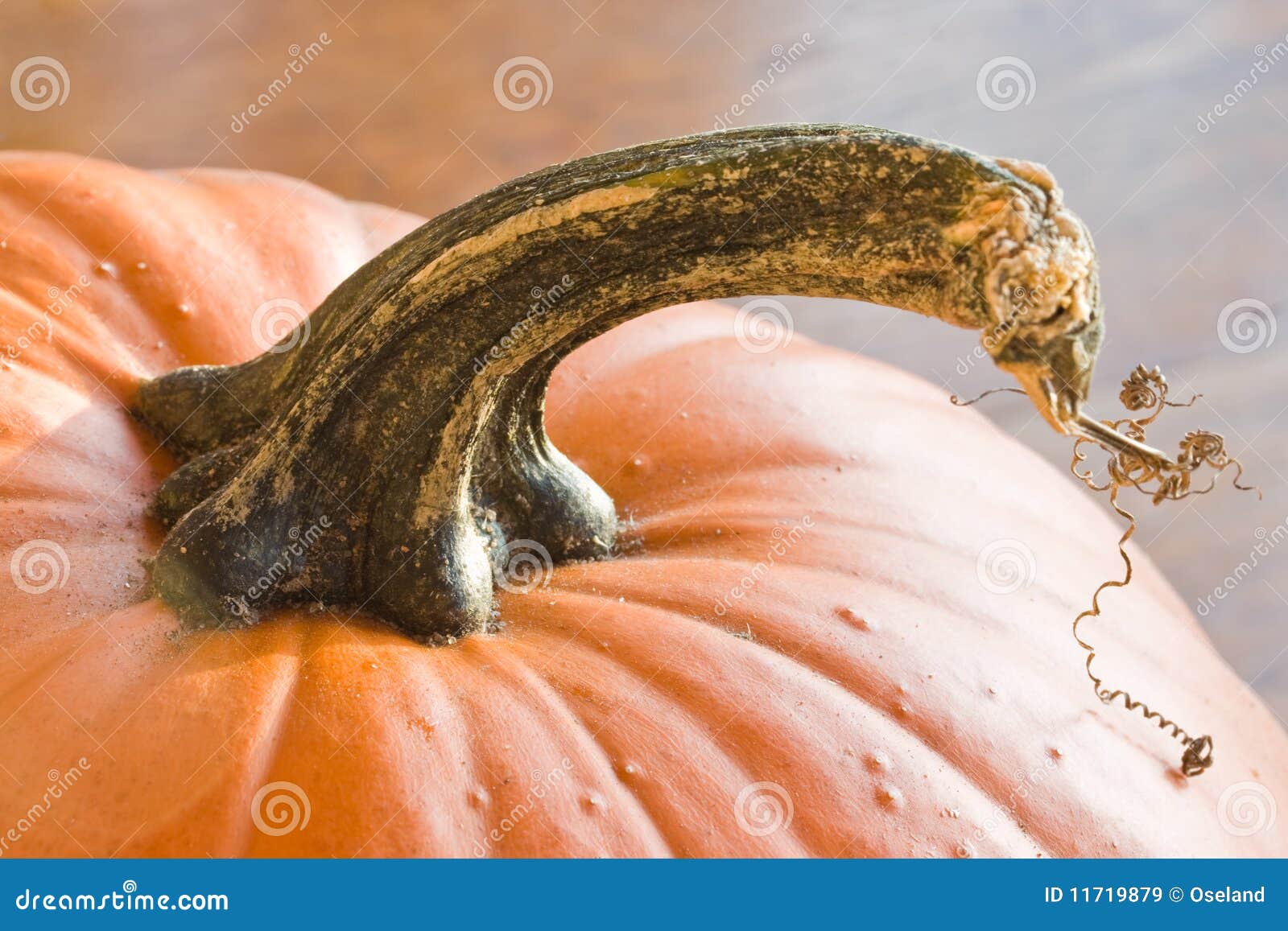 Pumpkin Stem stock image. Image of vegetable, stem, food - 11719879