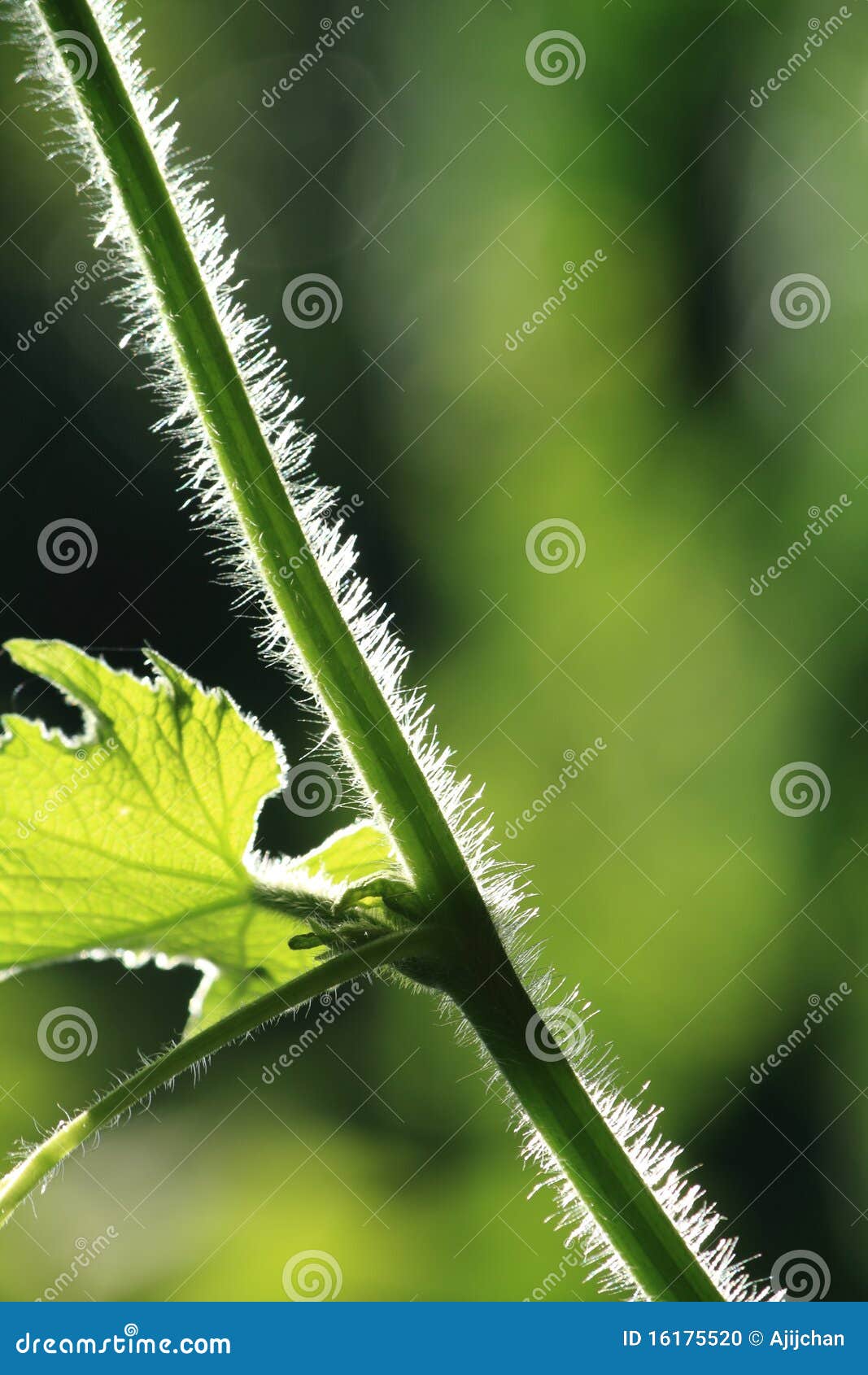 Pumpkin stem stock photo. Image of pumpkin, diogonal - 16175520
