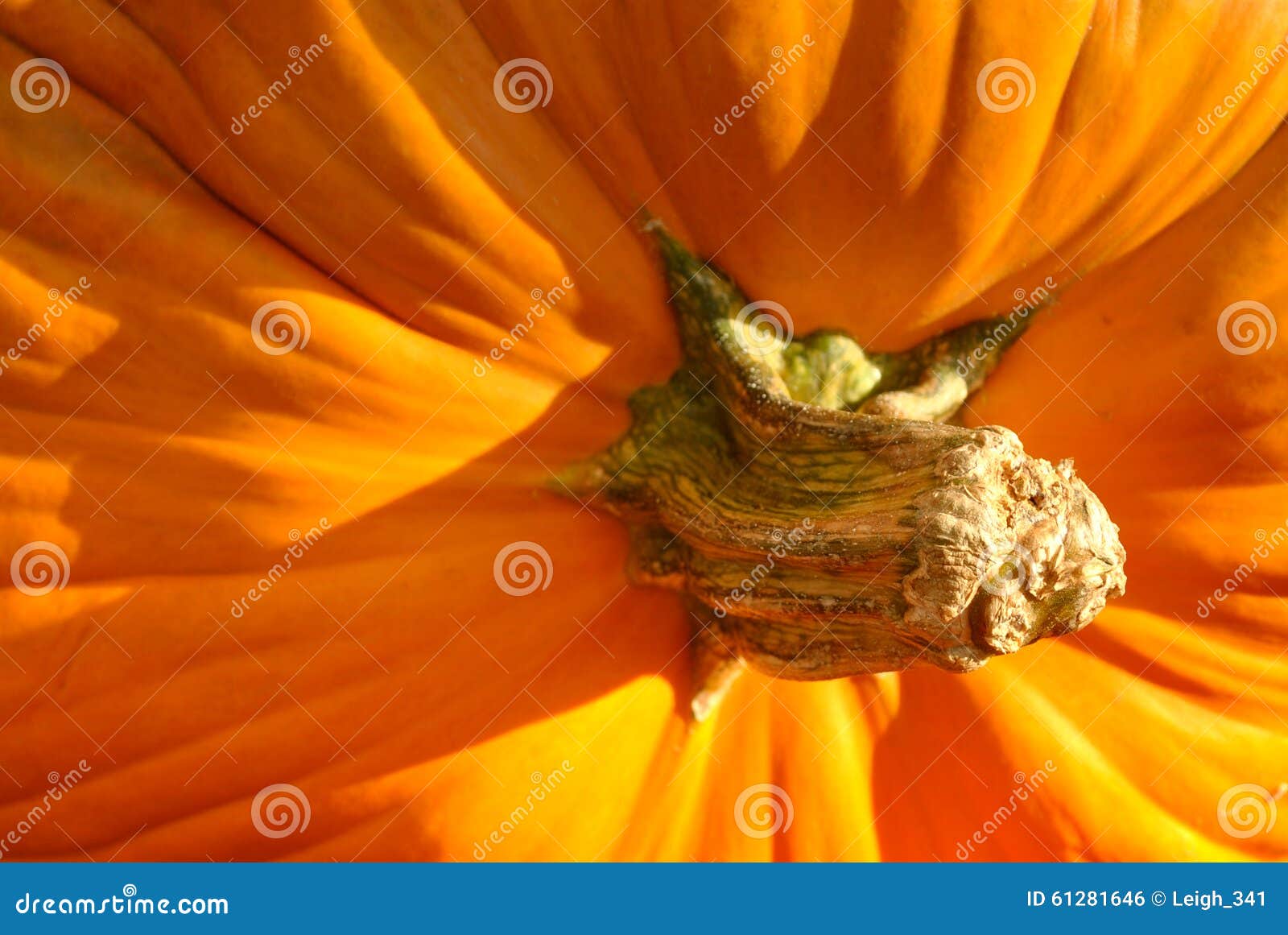 Pumpkin Stem stock photo. Image of healthy, autumn, fall - 61281646