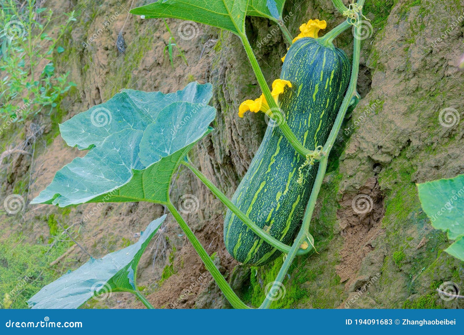 Pumpkin on stem stock image. Image of leaf, fruits, stem - 194091683