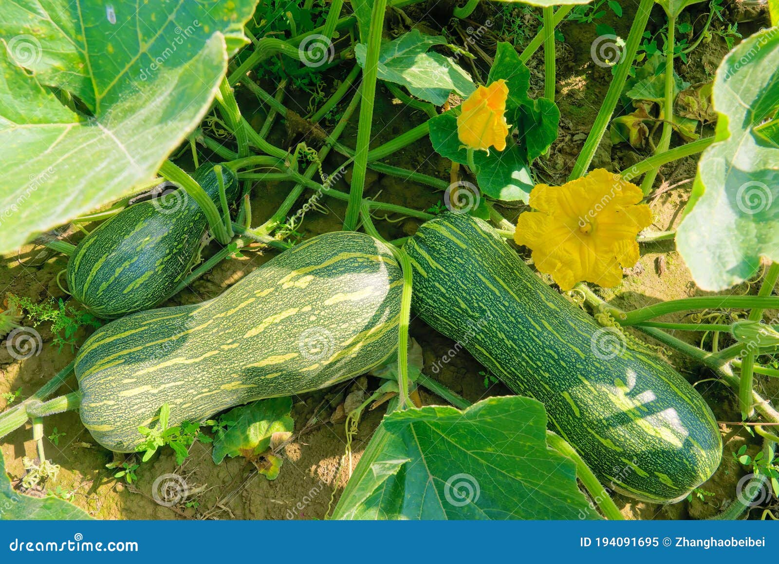 Pumpkin on stem stock image. Image of tender, yellow - 194091695