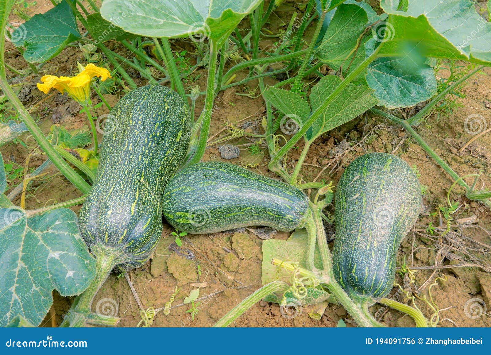 Pumpkin on stem stock photo. Image of tender, leaf, nature - 194091756
