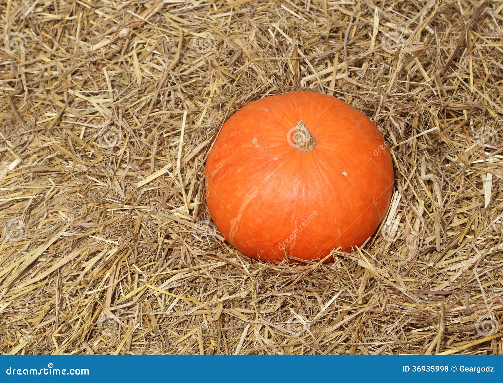 Pumpkin on straw stock photo. Image of fruit, decoration - 36935998