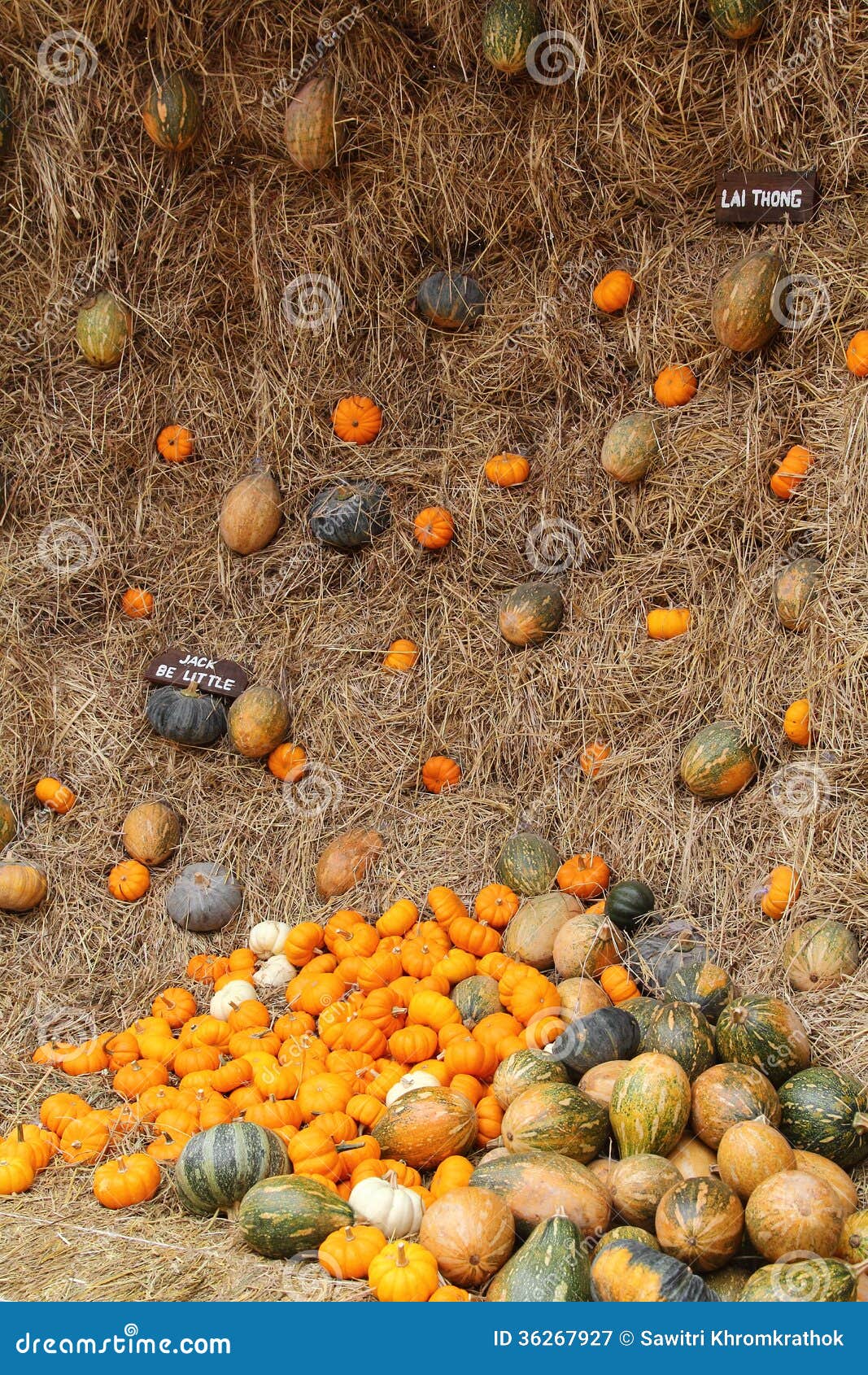 Pumpkin on straw stock image. Image of backdrop, halloween - 36267927