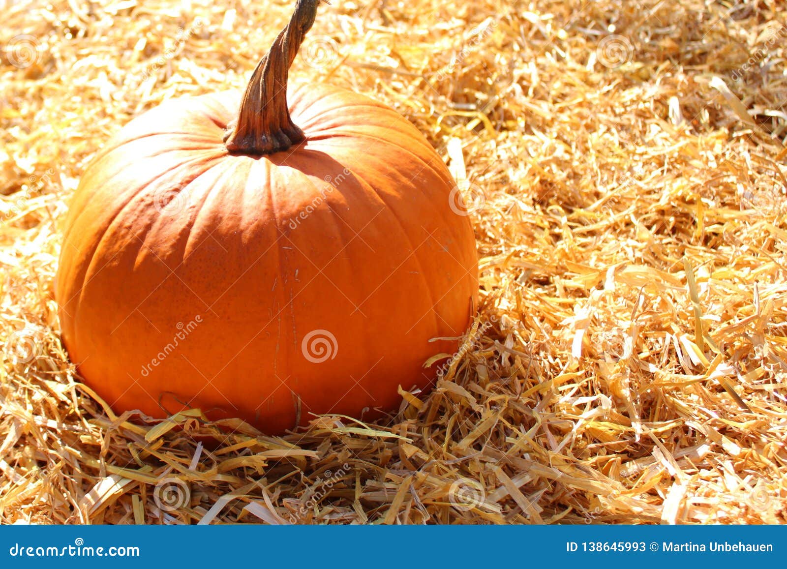 Pumpkin in the straw stock image. Image of nature, vegetables - 138645993
