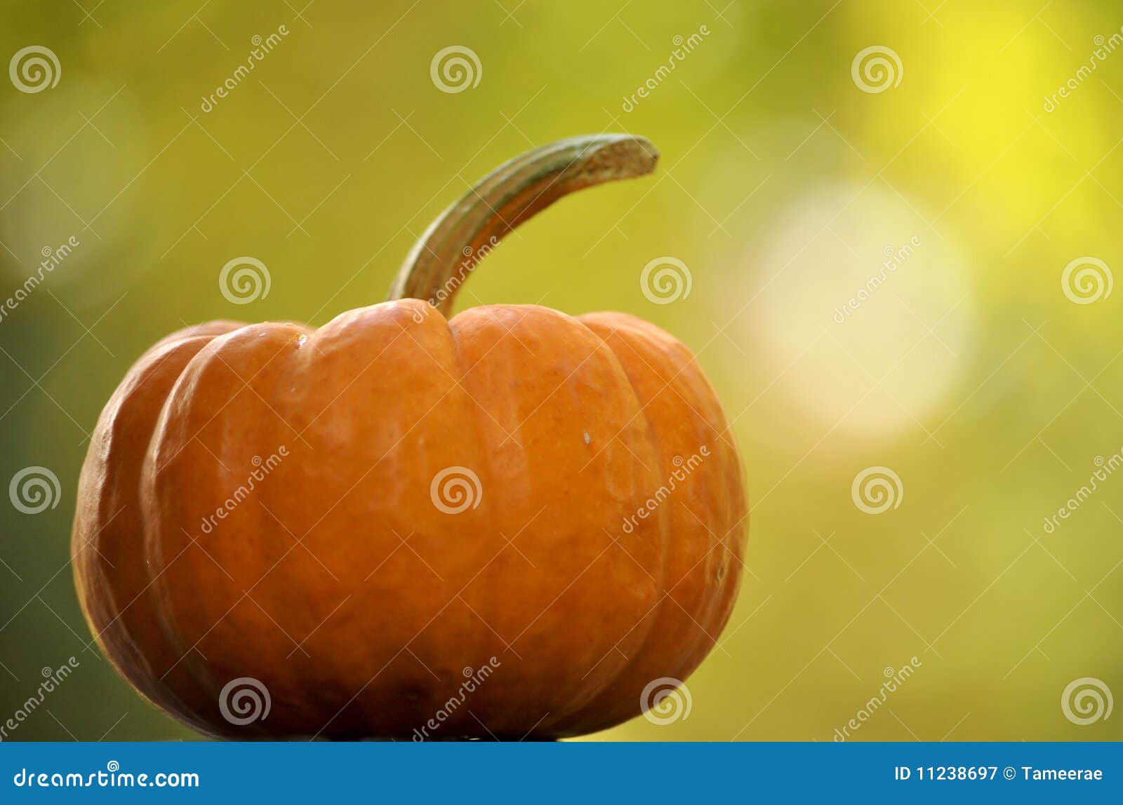 Pumpkin in sunlight stock image. Image of ripe, seasonal - 11238697