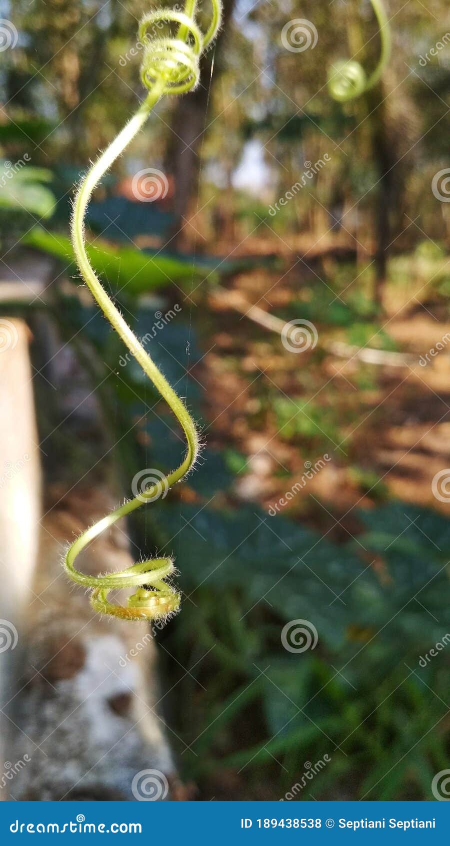 Pumpkin Tendrils in the Yard Stock Photo - Image of nature, drop: 189438538