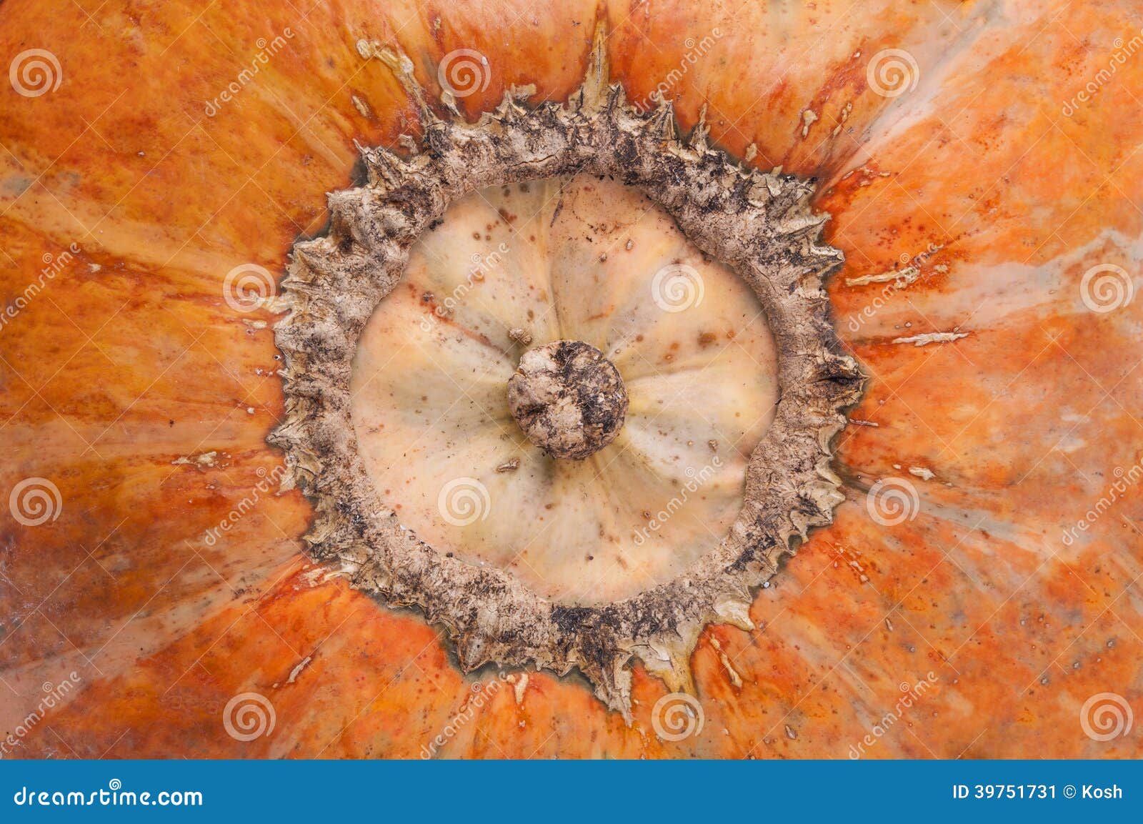 Pumpkin texture stock image. Image of agriculture, holiday - 39751731