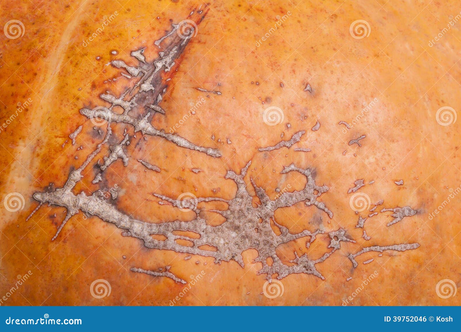 Pumpkin texture stock photo. Image of autumn, fruit, isolated - 39752046