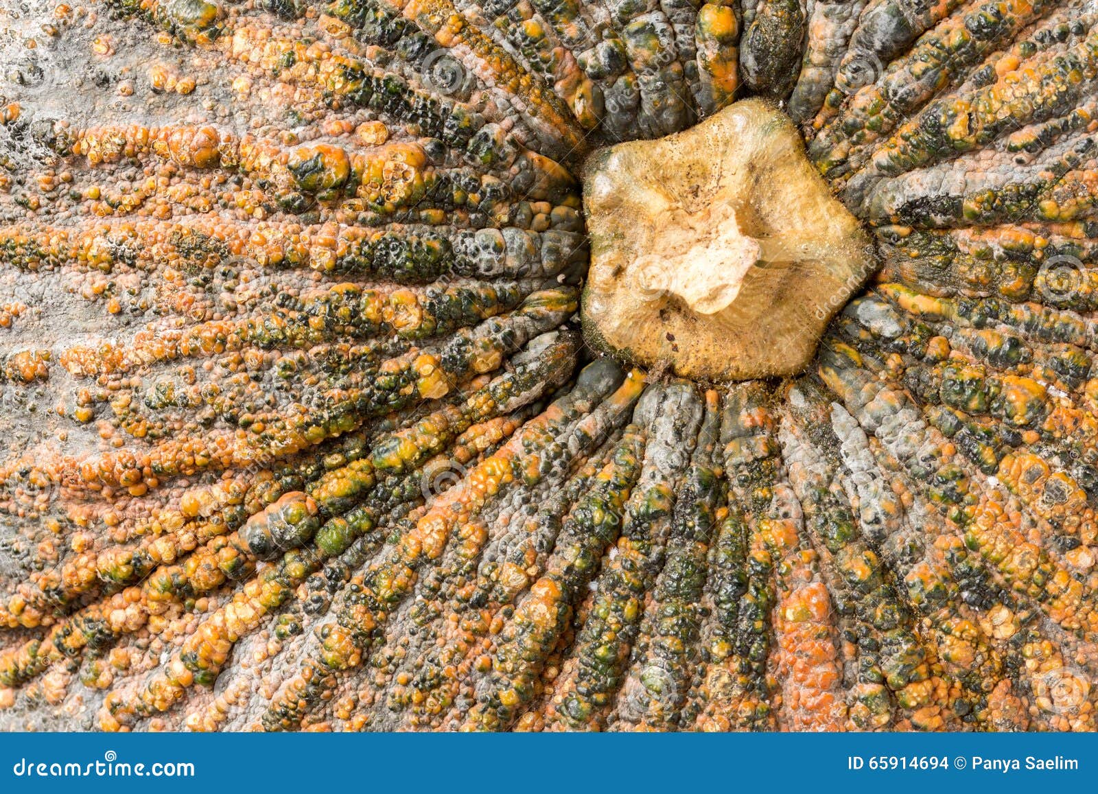 Pumpkin Texture , Close Up Pumpkin Stock Photo - Image of autumn ...