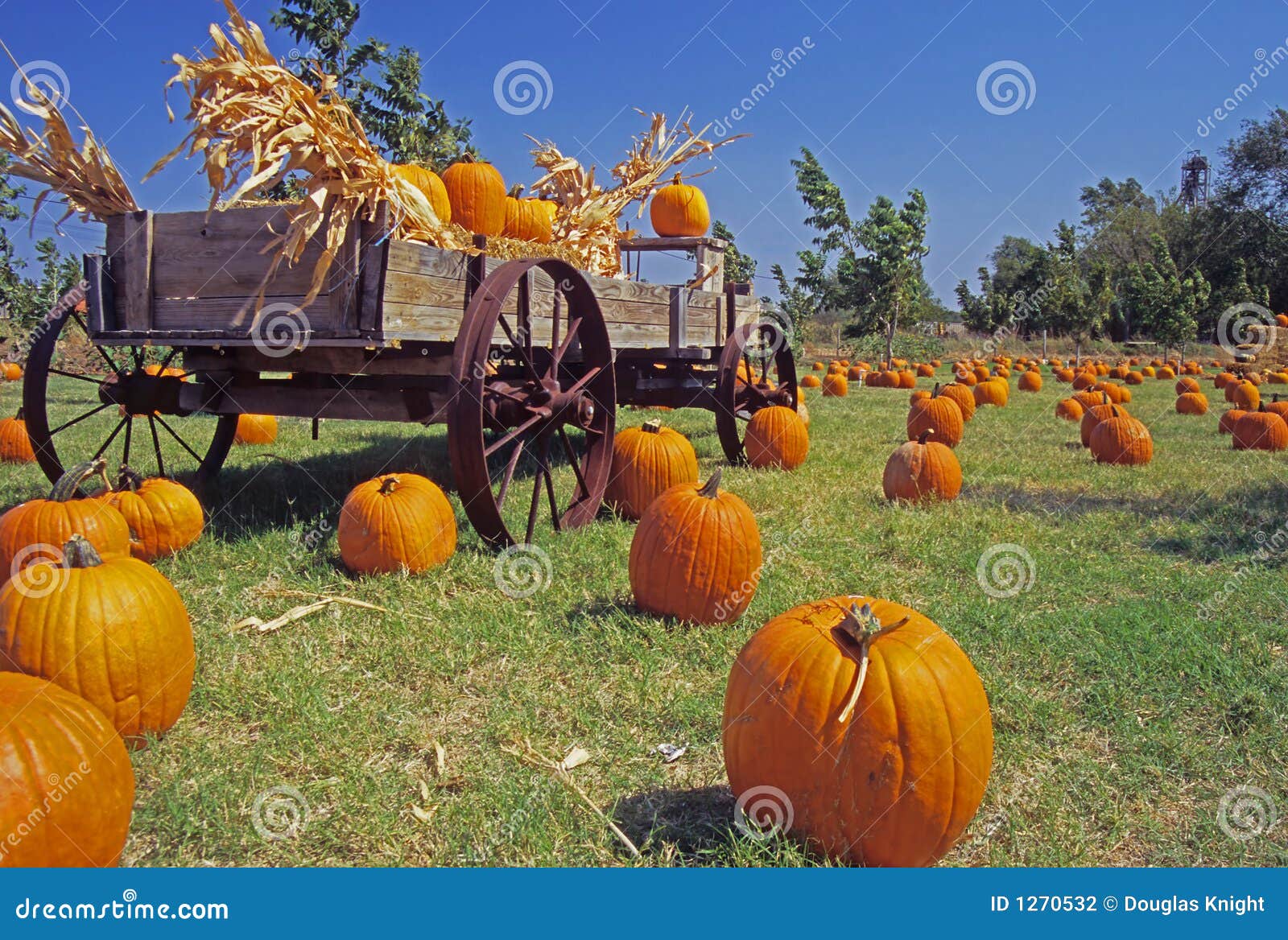 Pumpkin Time stock photo. Image of festive, halloween - 1270532