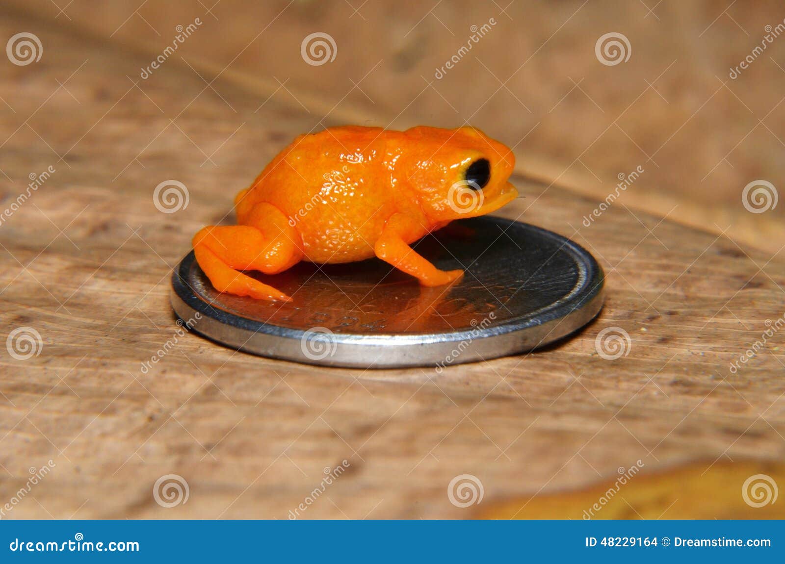 Pumpkin toadlet stock photo. Image of field, south, toadlet - 48229164