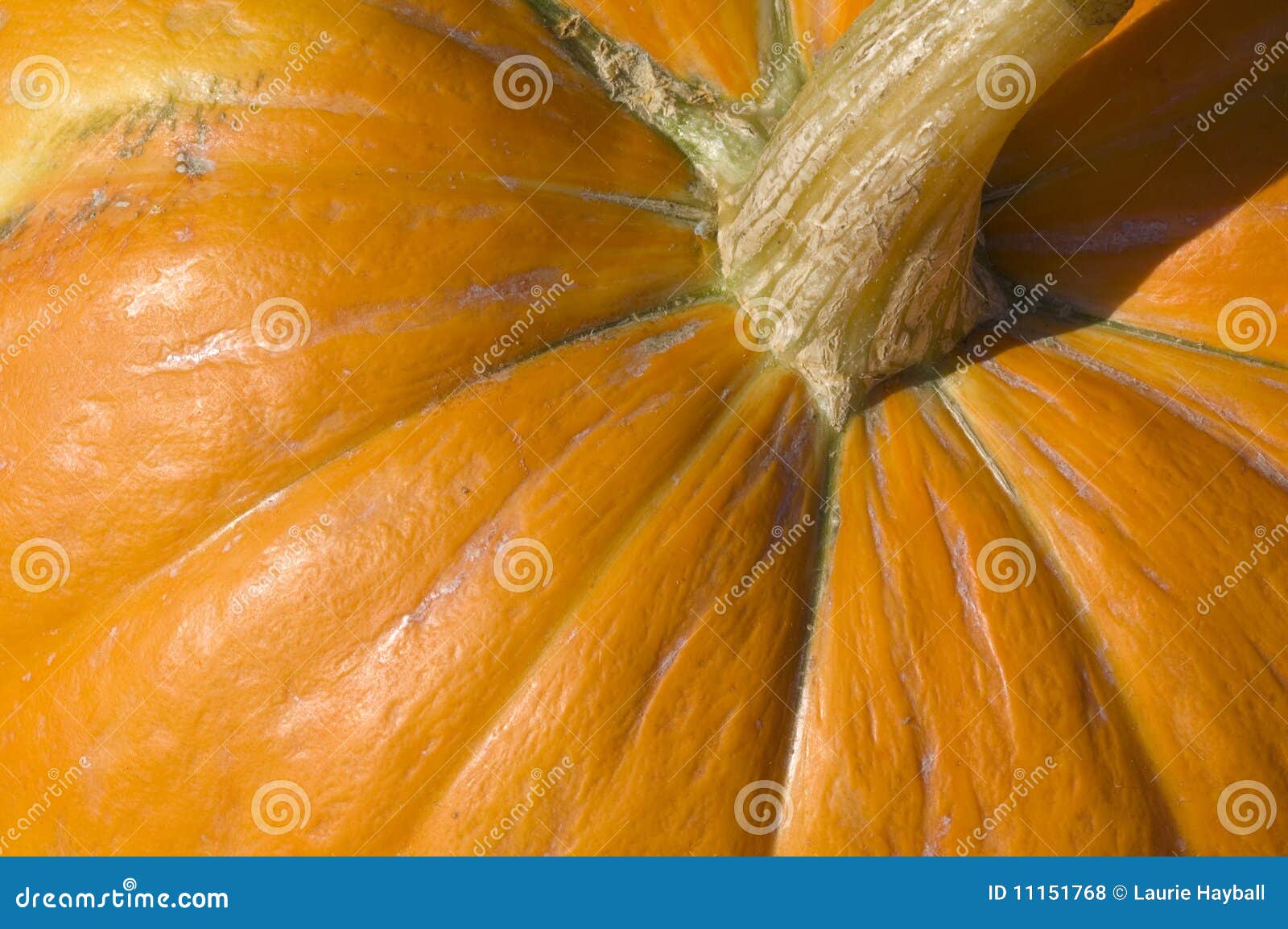 Pumpkin top stock photo. Image of orange, harvest, october - 11151768