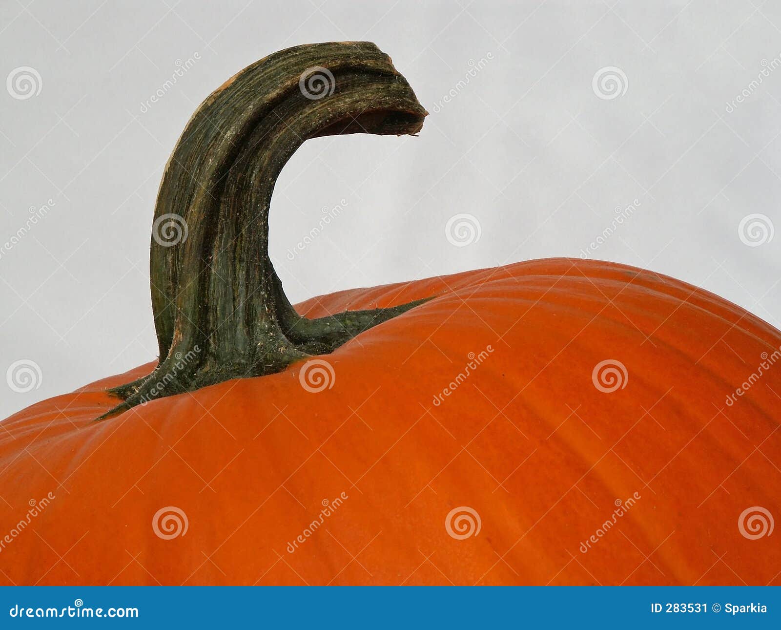 Pumpkin top stock image. Image of festive, pumpkin, garden - 283531