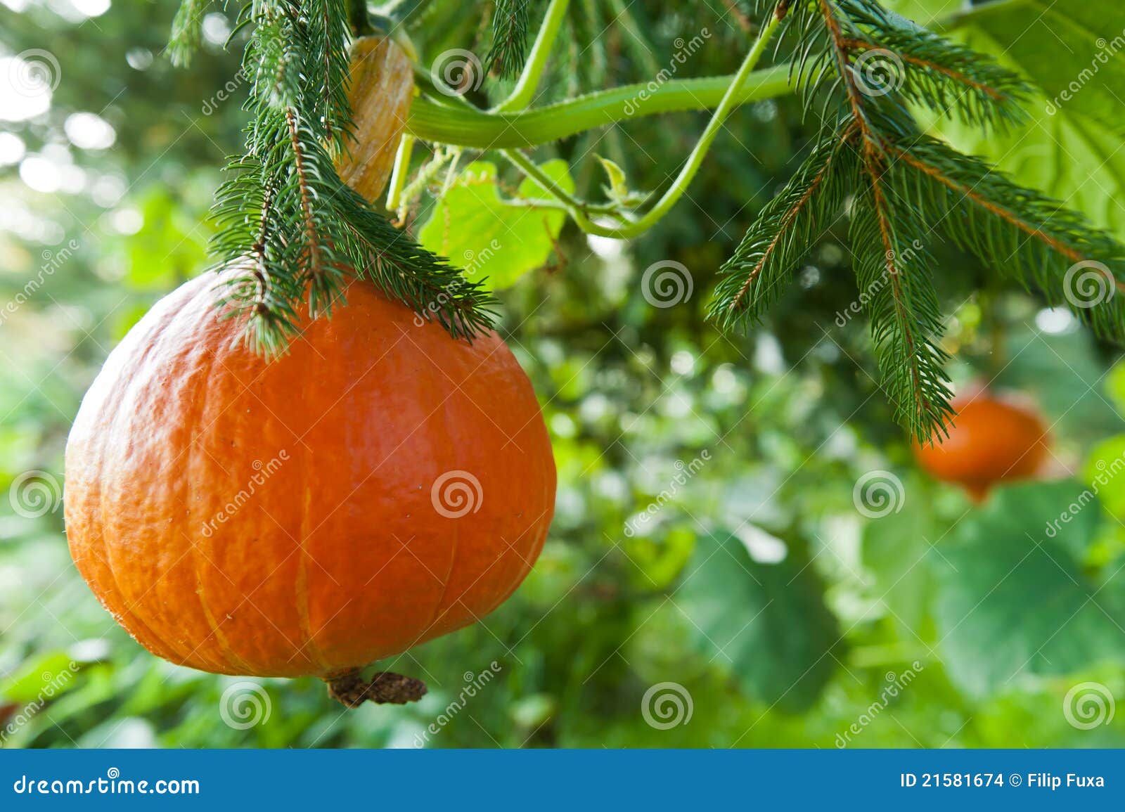 Pumpkin on the tree stock photo. Image of orange, garden - 21581674