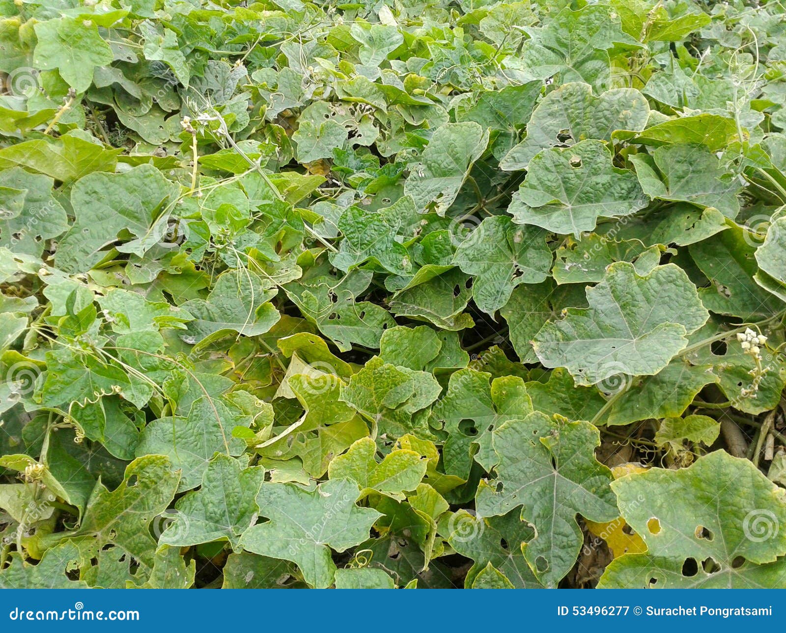 Pumpkin tree stock image. Image of climber, natural, vine - 53496277
