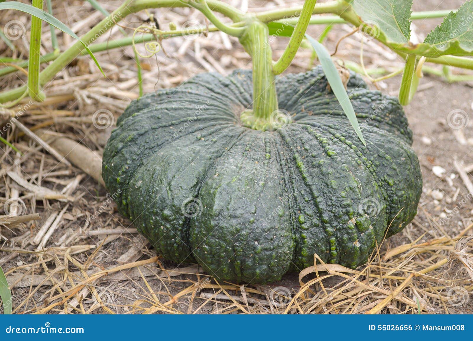 Pumpkin tree stock photo. Image of fresh, pumpkin, vegetable - 55026656