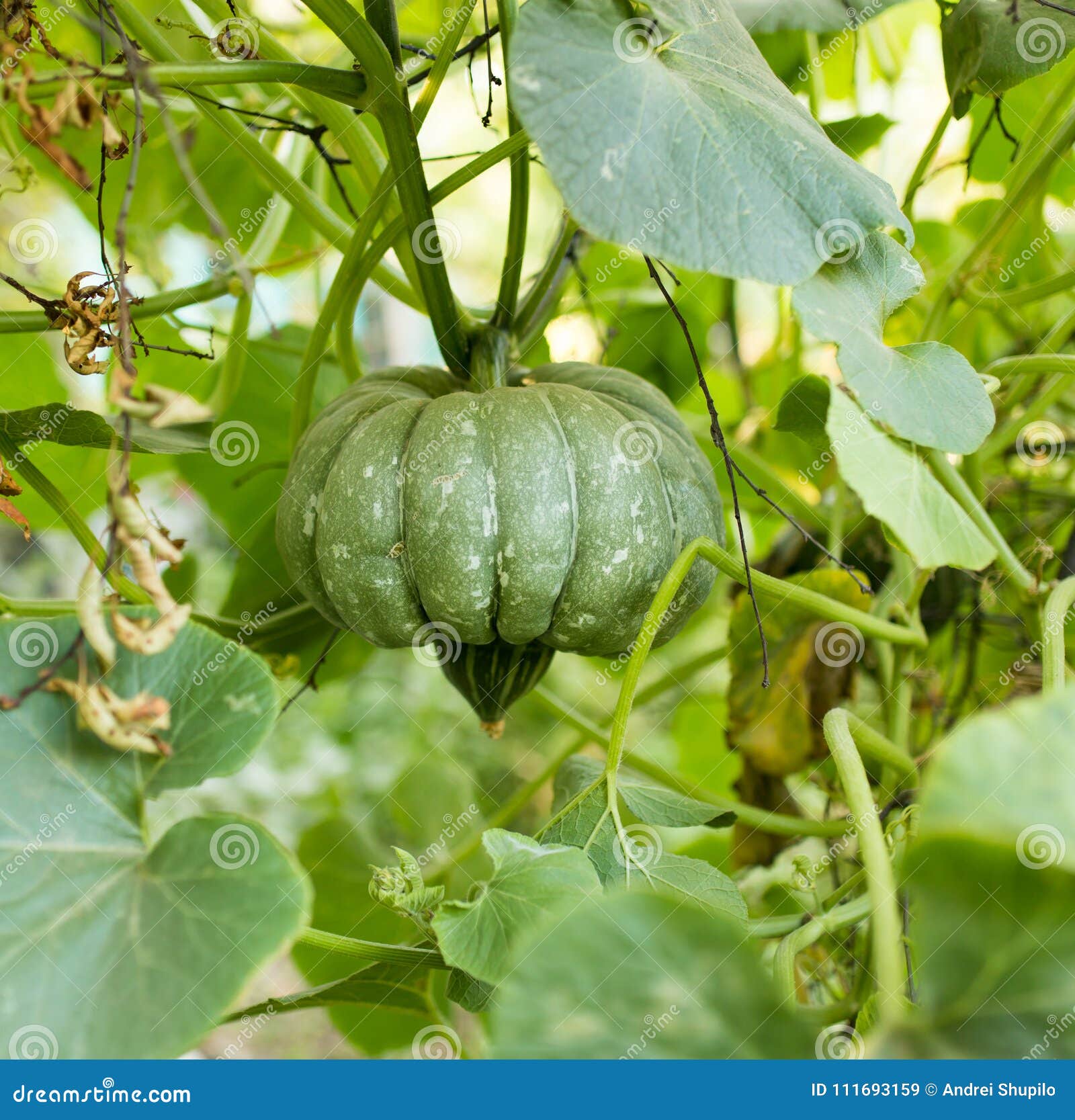 Pumpkin on the Tree in the Garden Stock Image - Image of closeup ...