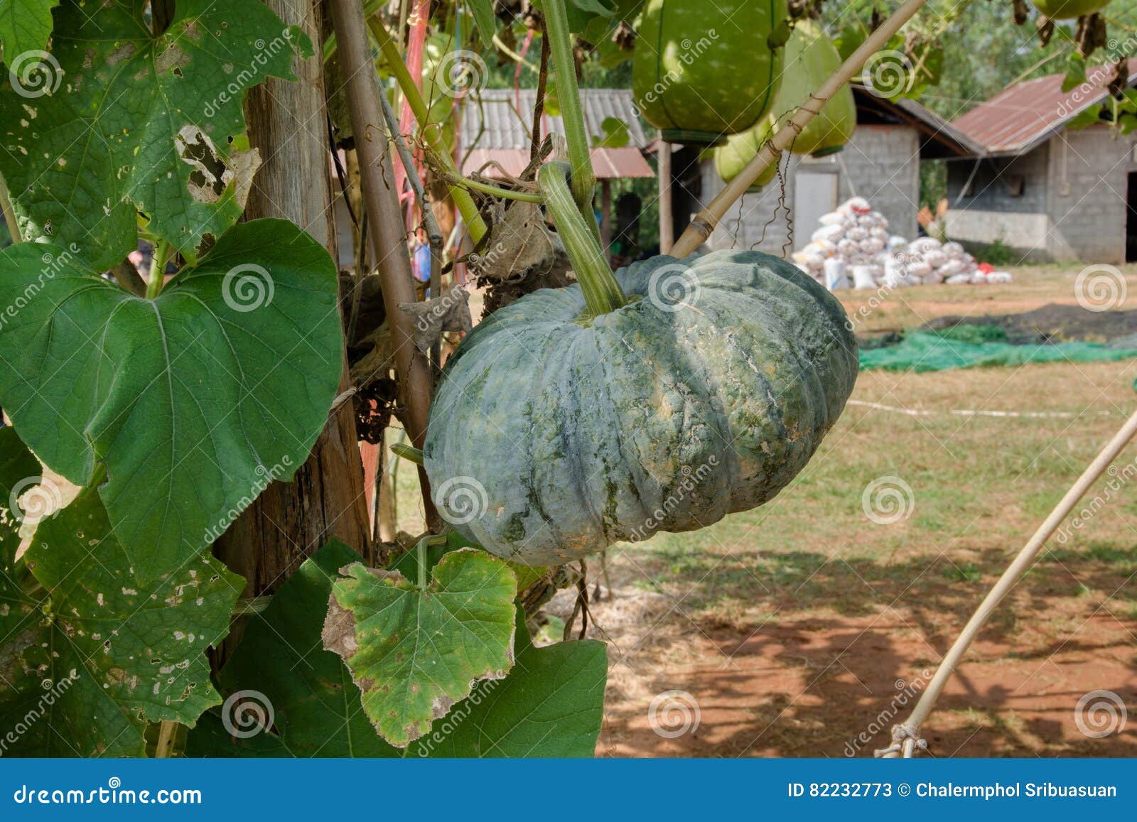 Pumpkin Tree
