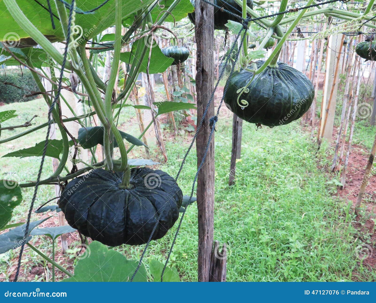 Pumpkin trees in garden stock photo. Image of food, leaf - 47127076