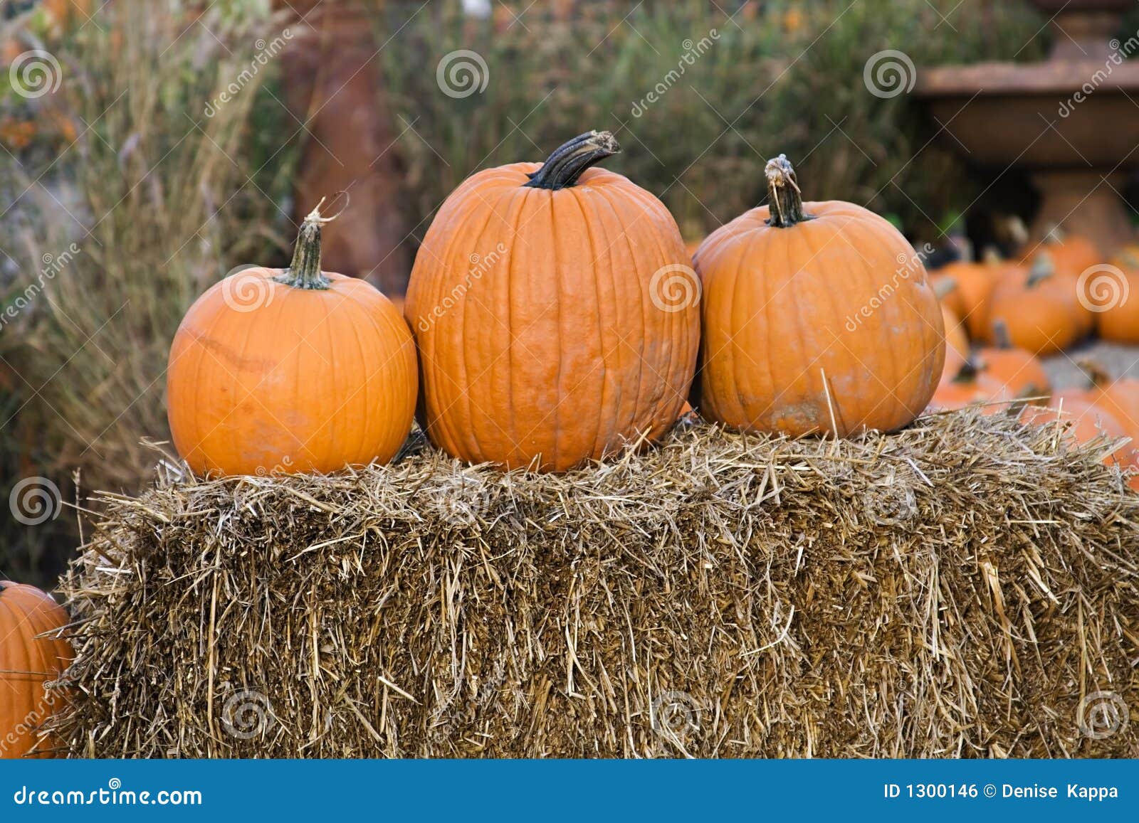 Pumpkin Trio stock photo. Image of cornucopia, patch, carve - 1300146