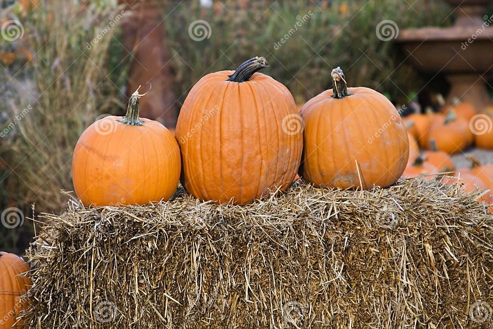 Pumpkin Trio stock photo. Image of cornucopia, patch, carve - 1300146