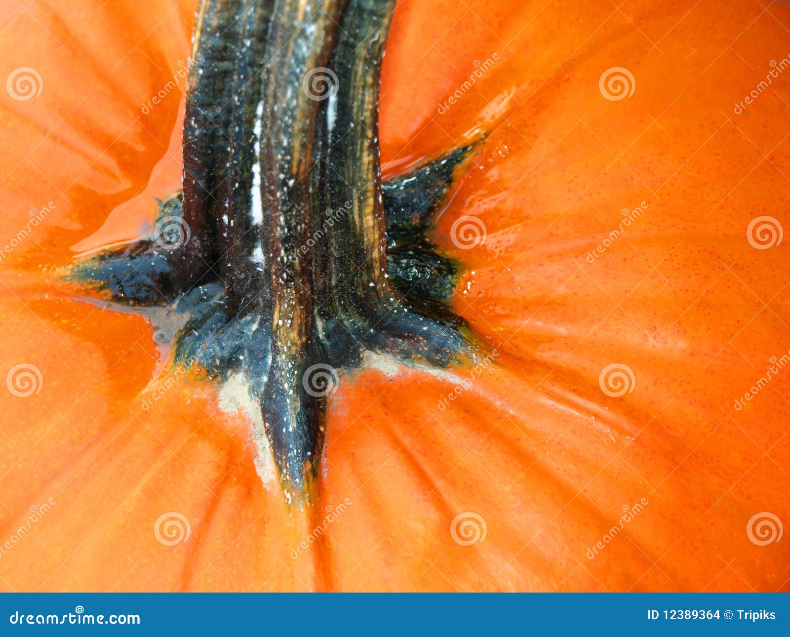 Pumpkin up close stock photo. Image of crop, gourd, holiday - 12389364