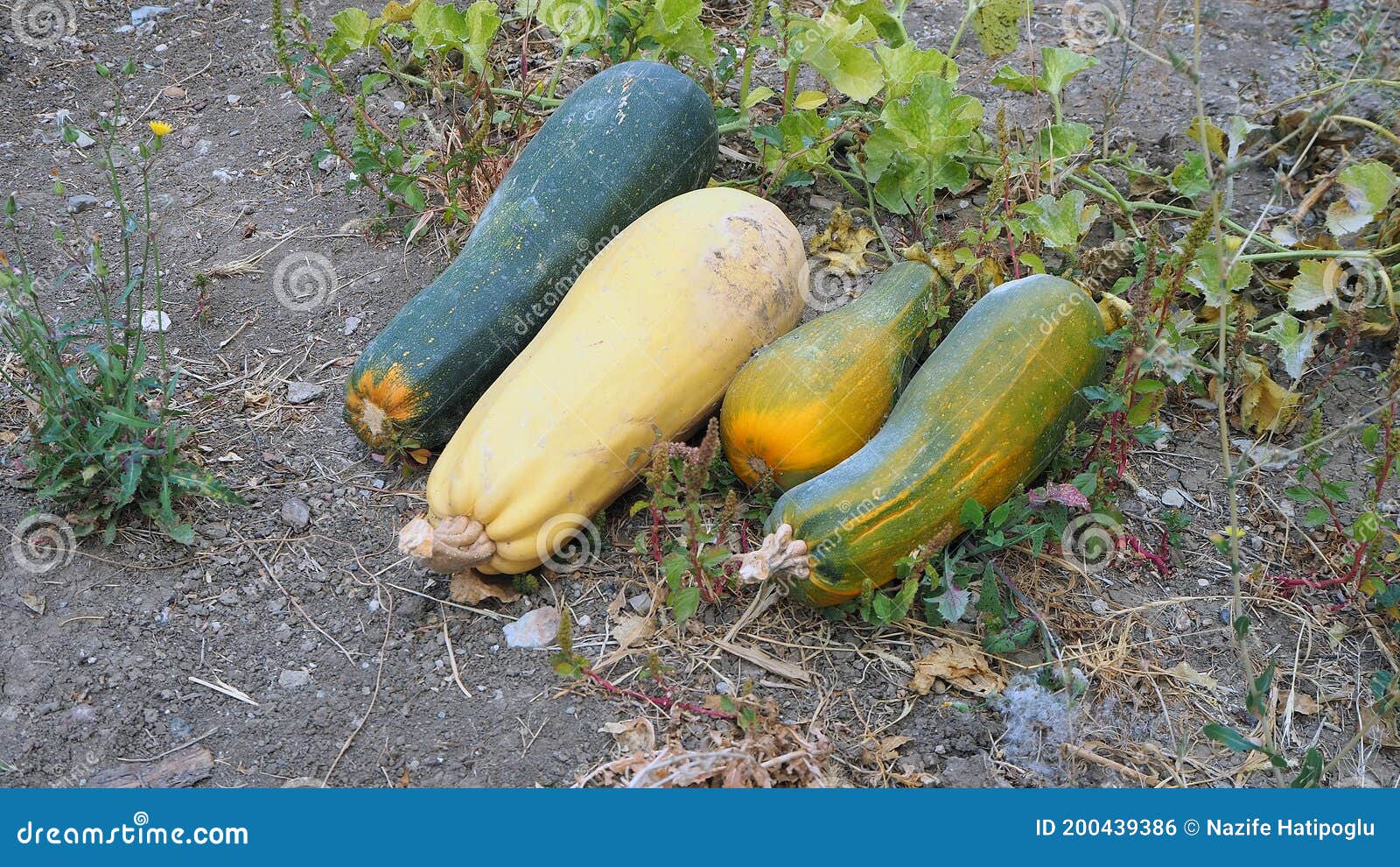 Pumpkin Varieties, Large Long Pumpkins, Edible Pumpkins are Standing on ...