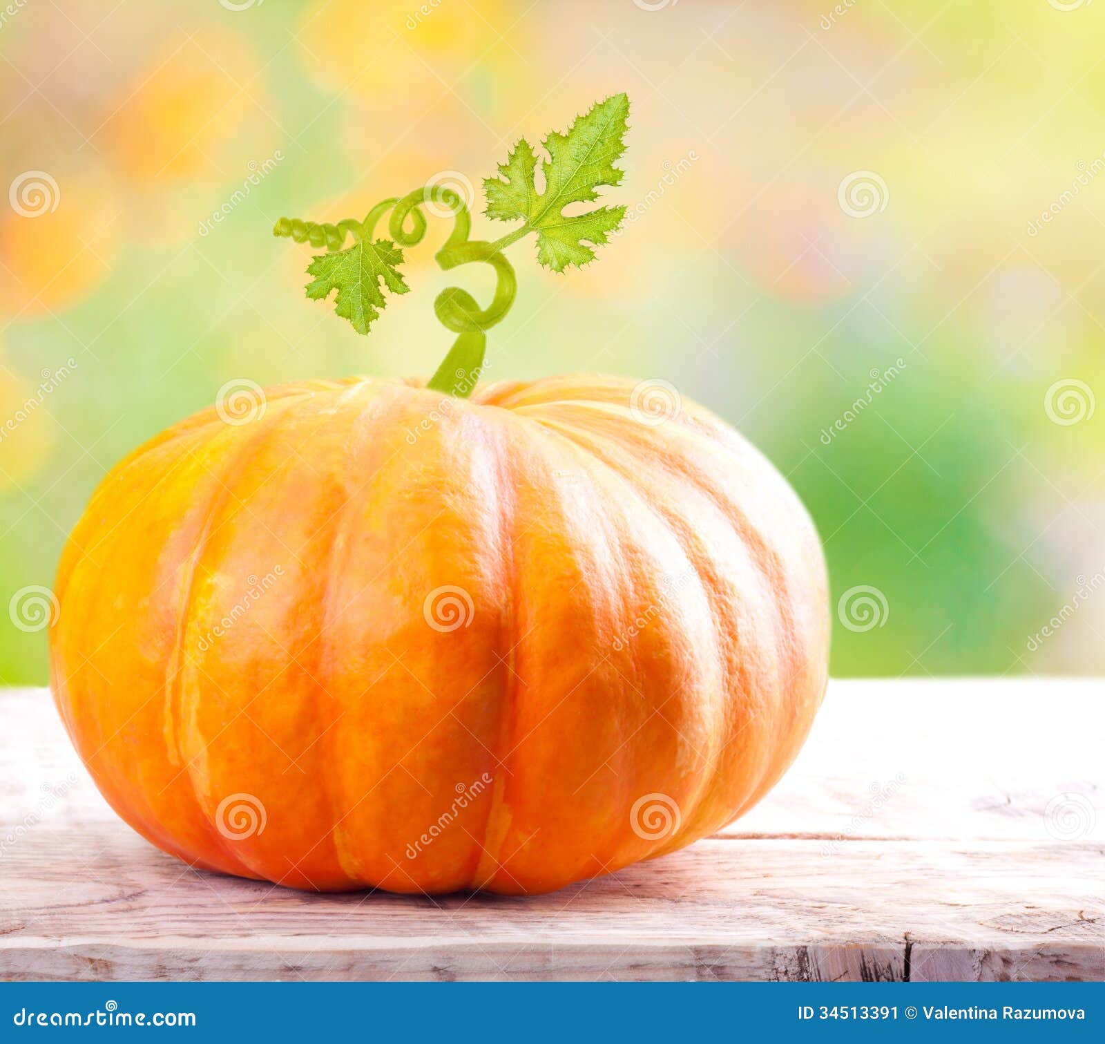 Pumpkin vegetable stock image. Image of produce, fall - 34513391