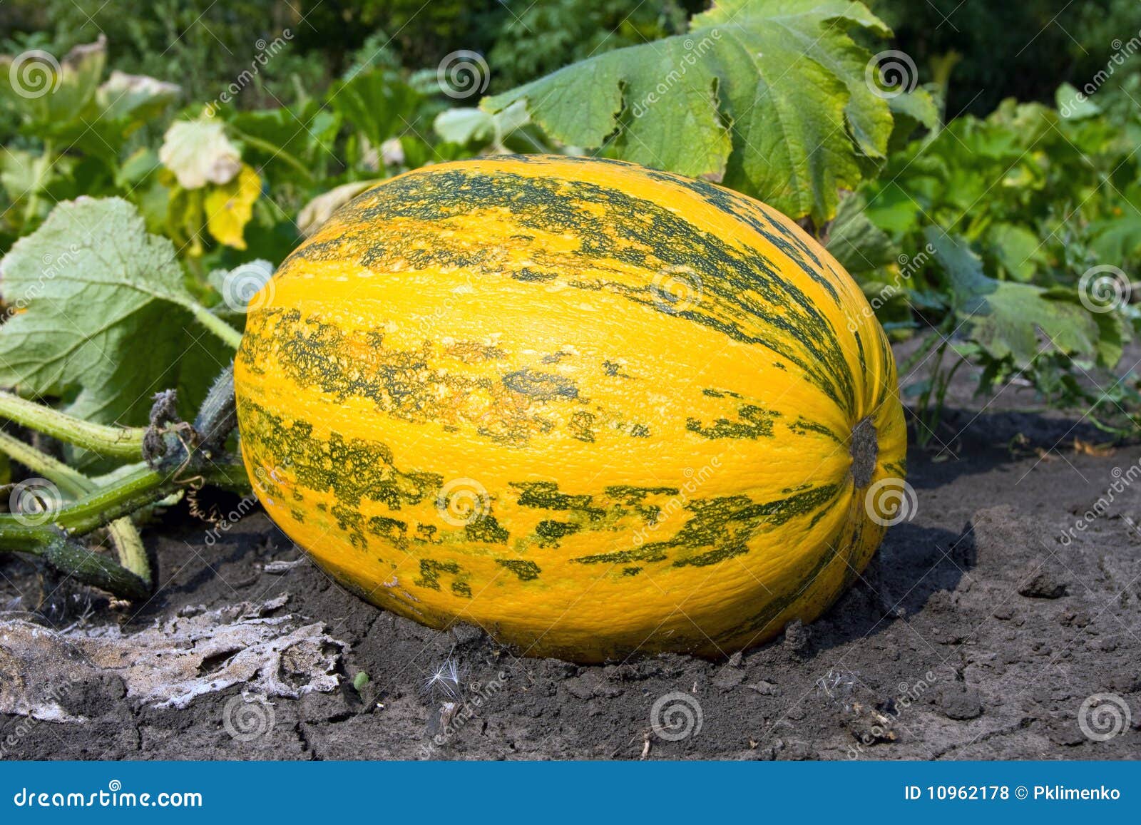 Pumpkin on Vegetable Garden Stock Photo - Image of country, autumn ...