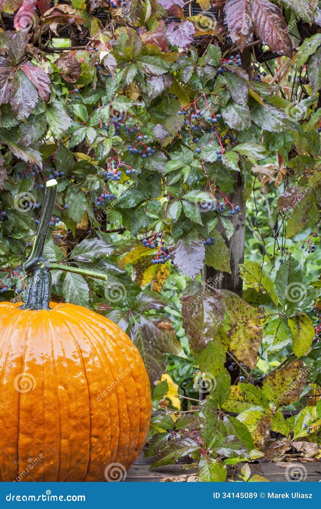 Pumpkin and Vine in the Rain Stock Image - Image of drop, autumn: 34145089