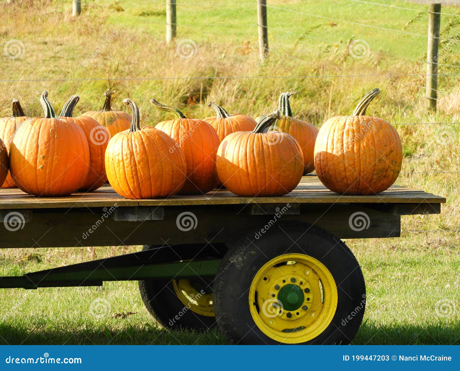 Halloween Pumpkins on Wagon Just Picked from the Field Stock Image ...