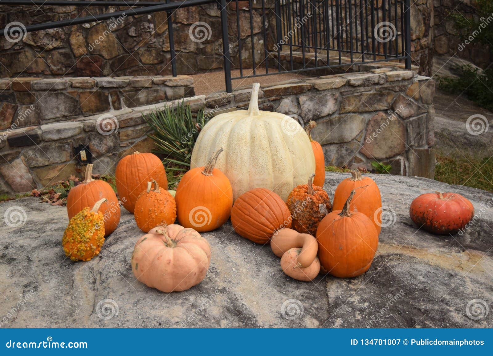 Pumpkin, Winter Squash, Cucurbita, Calabaza Picture. Image: 134701007