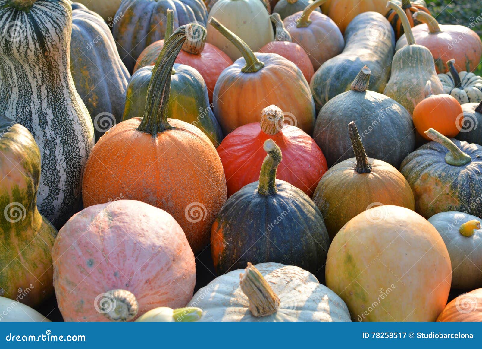 Pumpkin and Winter Squash Varieties Stock Image - Image of organic ...