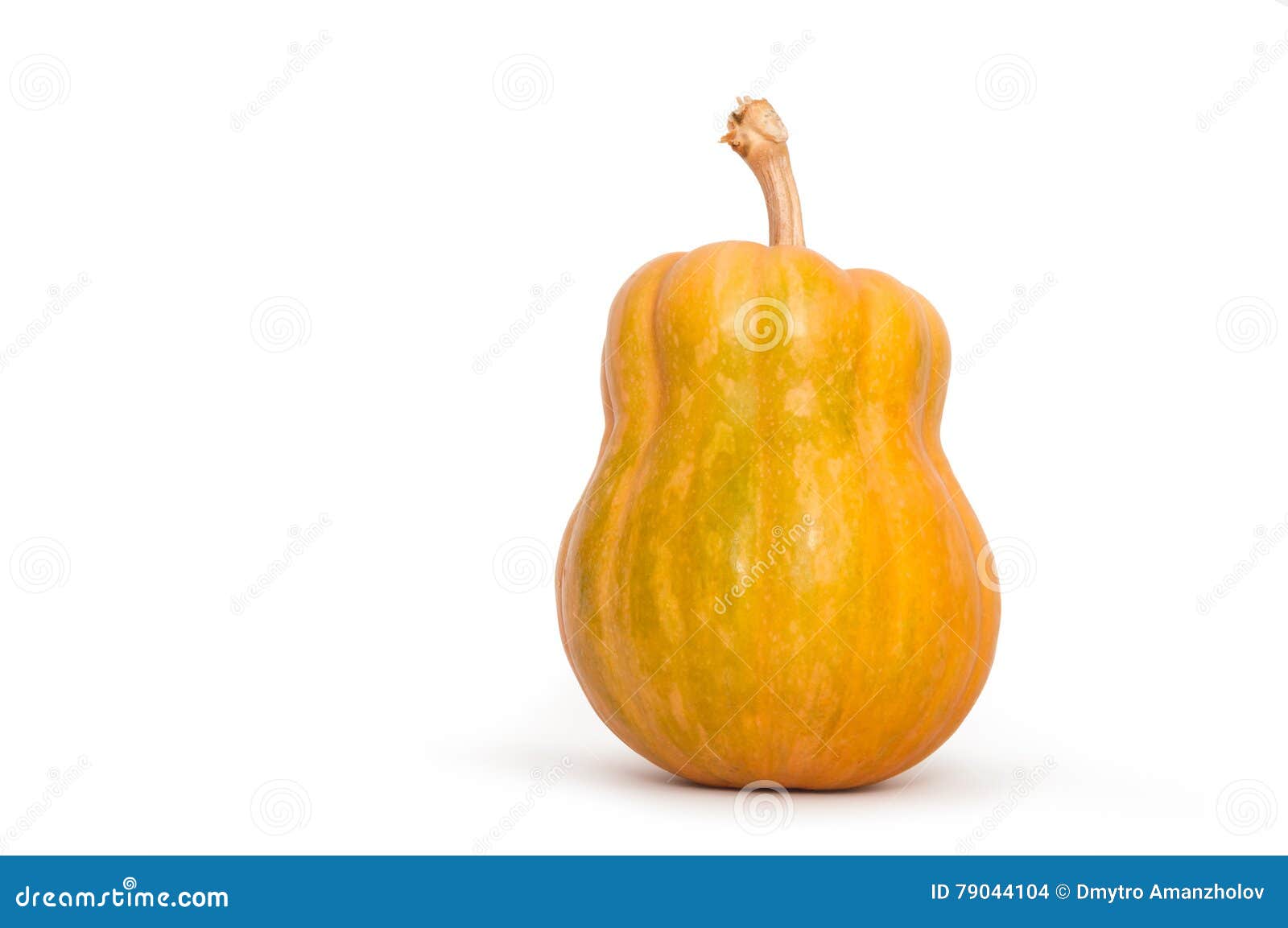 Pumpkin. yellow color. stock photo. Image of pumpkin - 79044104