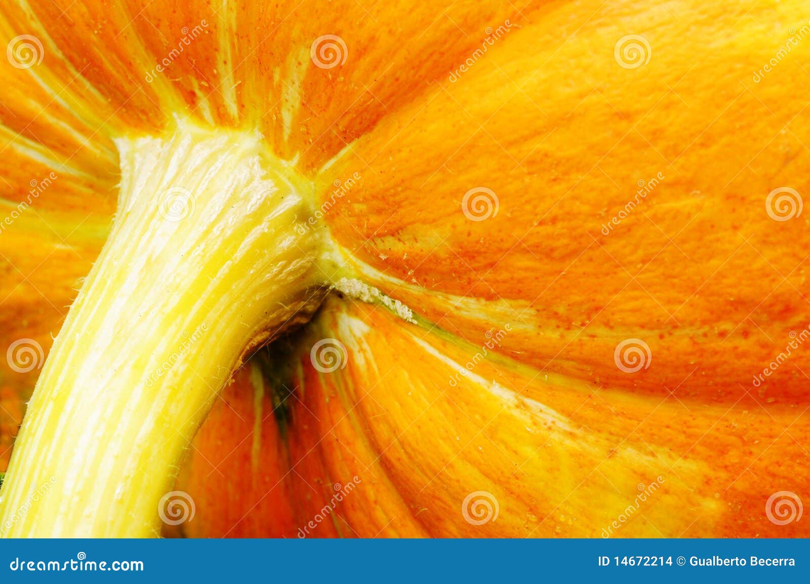Pumpking Macro stock photo. Image of macro, autumn, round - 14672214