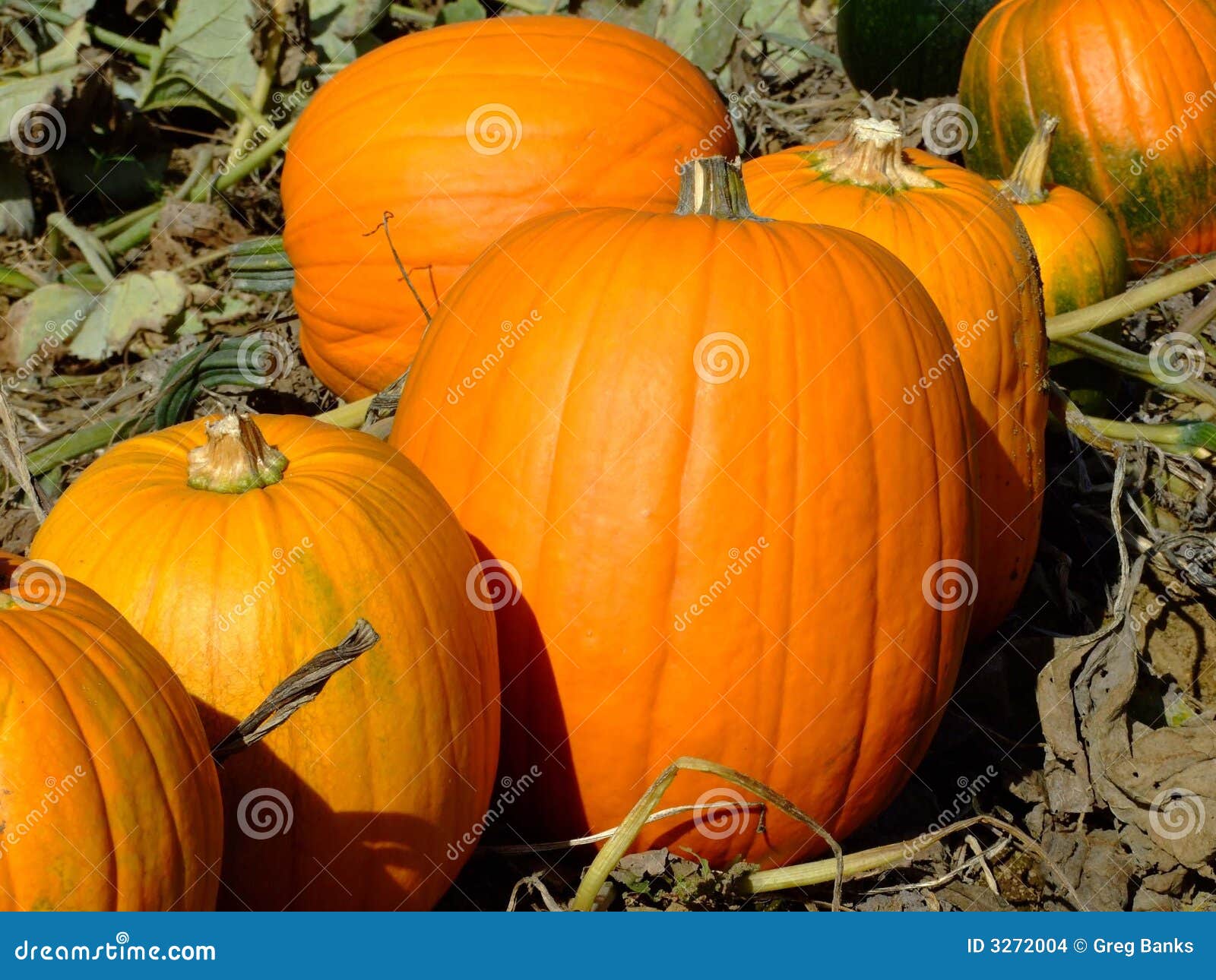 Pumpkings stock photo. Image of gourd, cucurbits, nutritioes - 3272004