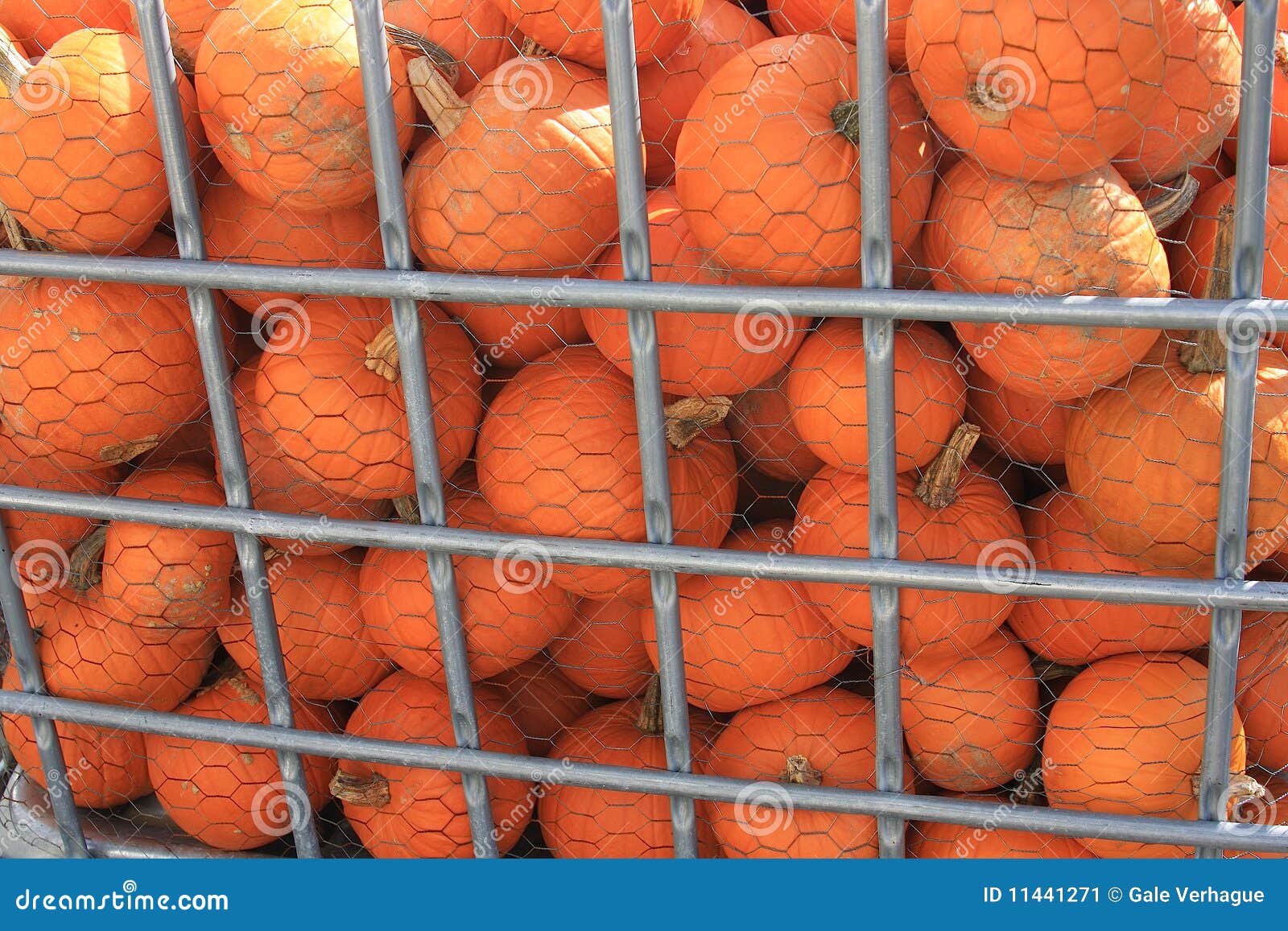 Pumpkins Picture. Image: 11441271