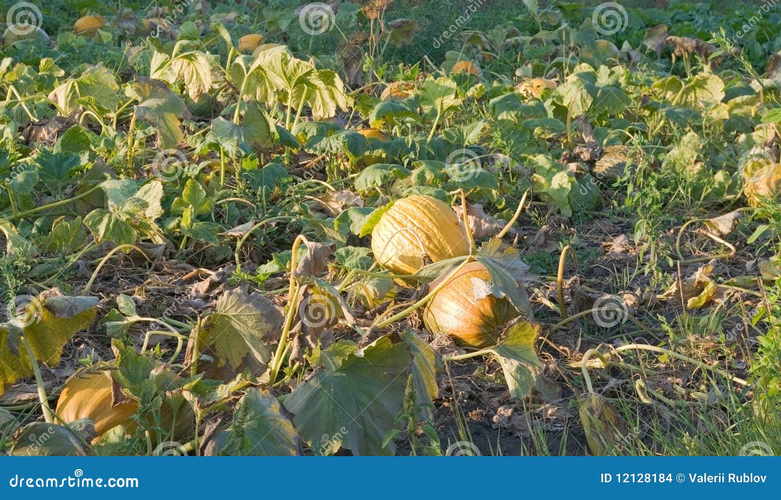 Pumpkins stock photo. Image of orange, leaf, culture - 12128184