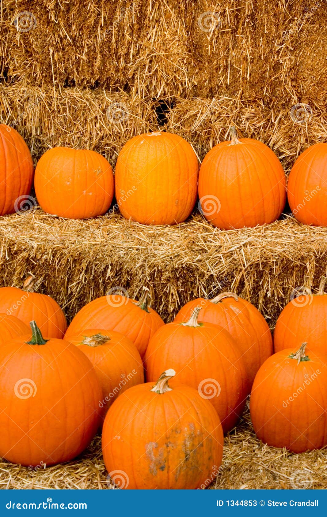 Pumpkins stock image. Image of pumpkins, unique, colorful - 1344853