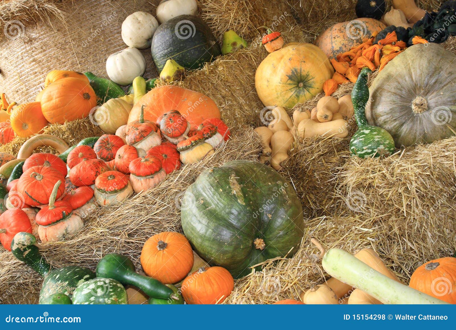 Pumpkins stock photo. Image of november, harvest, plant - 15154298