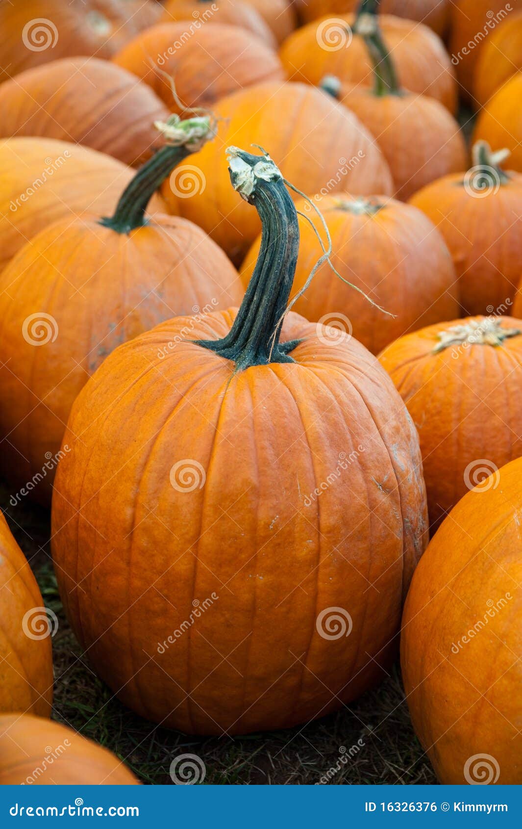 Pumpkins stock photo. Image of ingredients, fruit, farm - 16326376